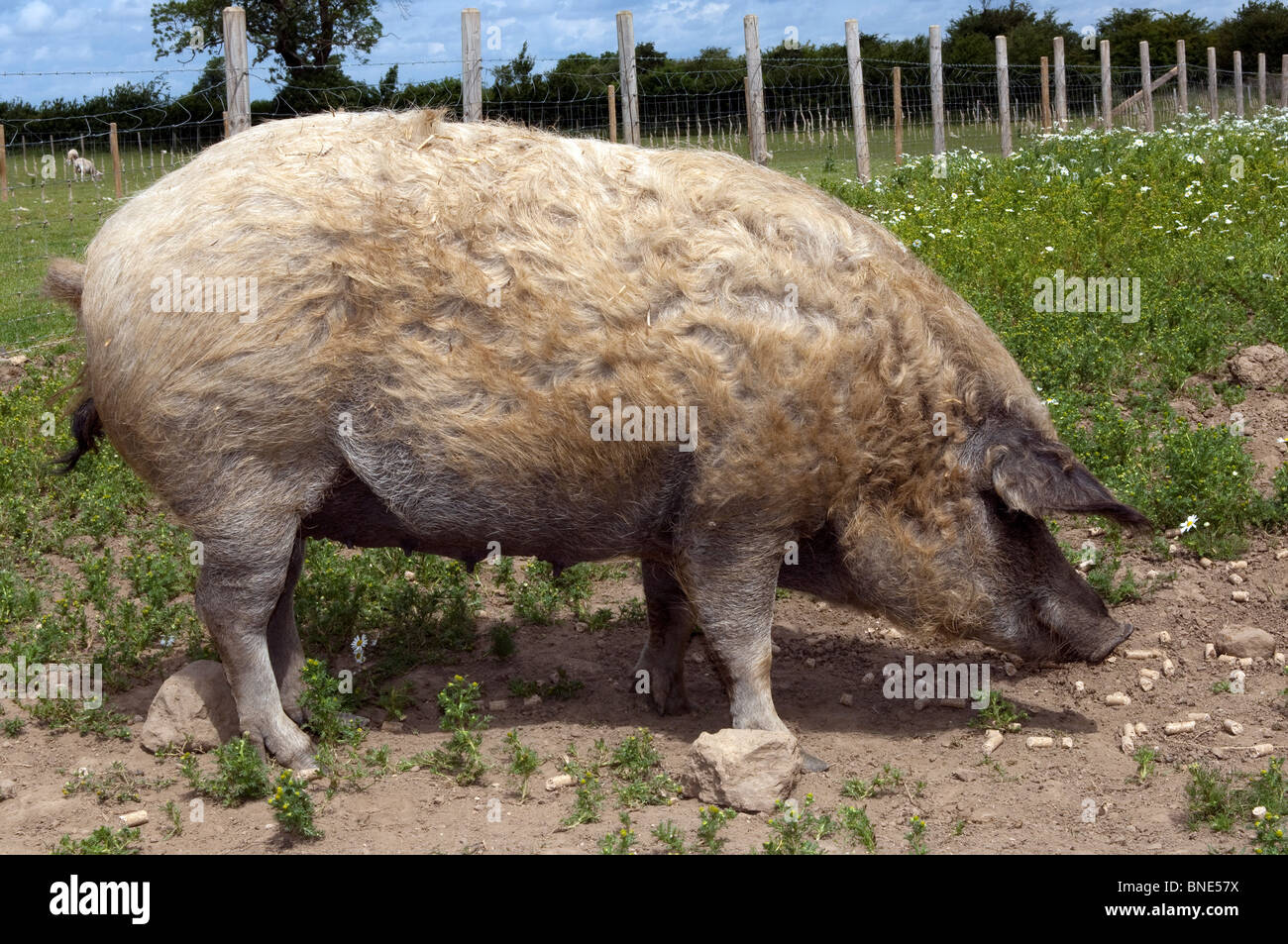 Mangalitza pig Banque de photographies et d’images à haute résolution ...