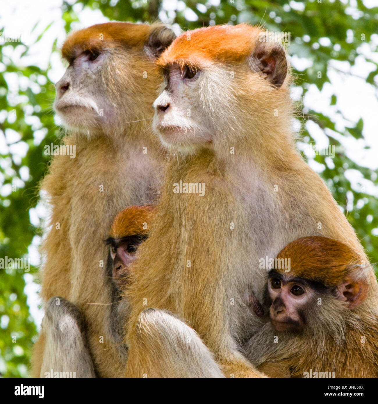 Patas singe erythrocebus patas Banque de photographies et d’images à ...