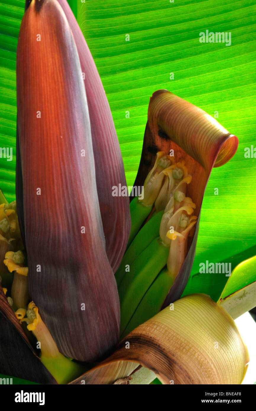 Cavendish banana musa acuminata Banque de photographies et d’images à ...