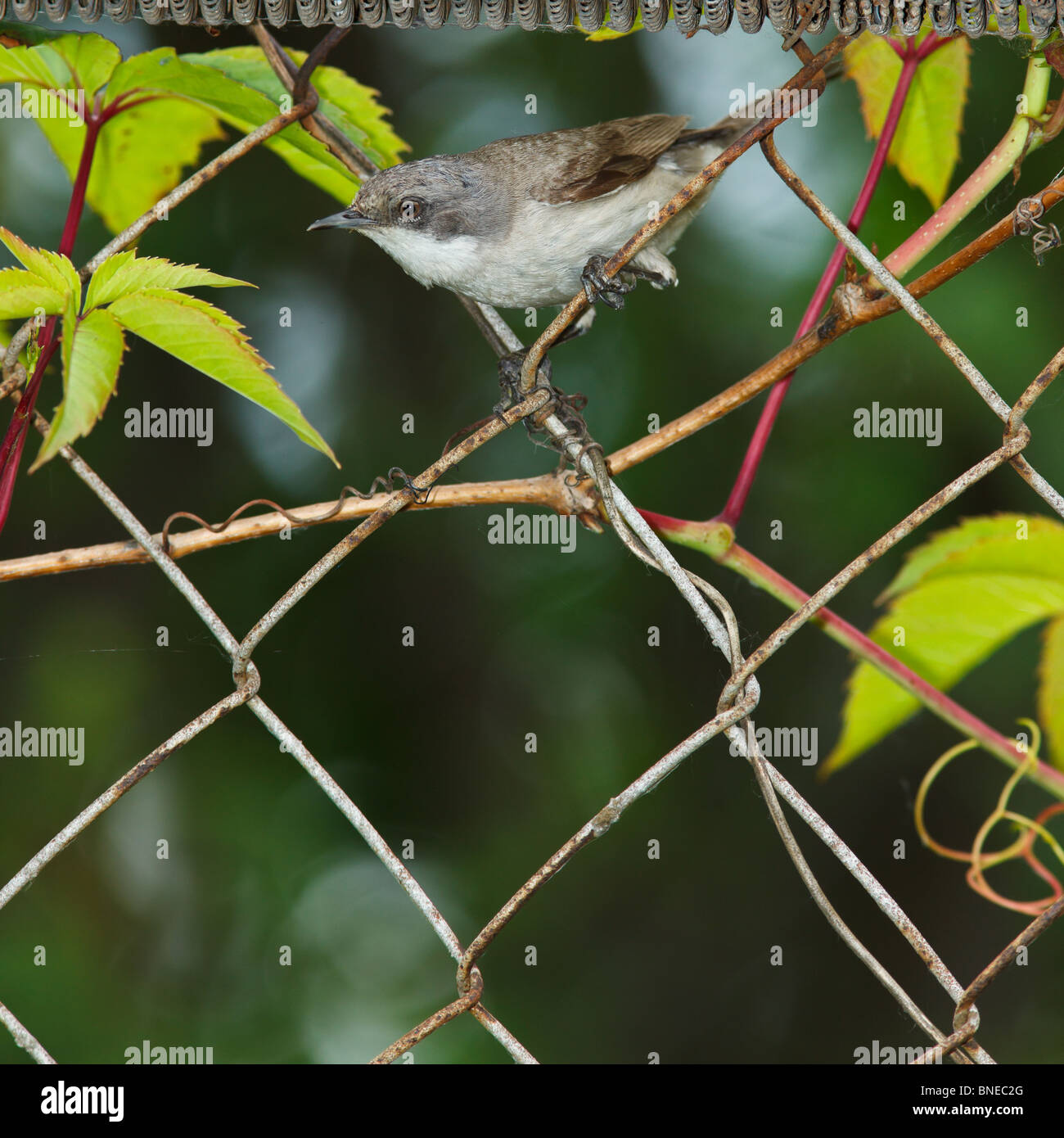 Sylvia curruca de petite taille Banque de photographies et d’images à haute résolution - Alamy