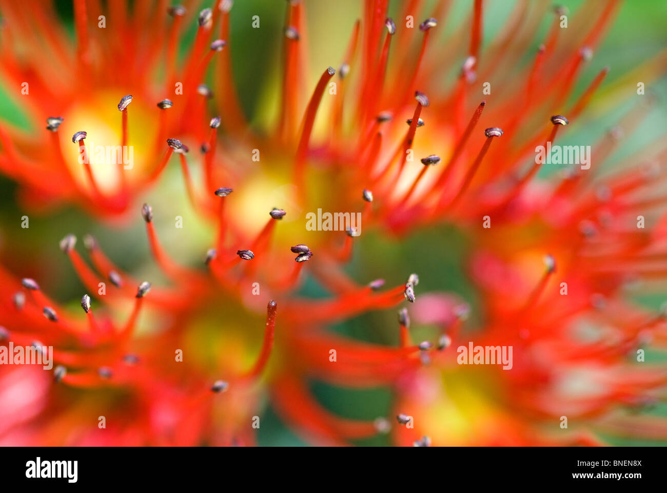 Metrosideros excelsa Pohutukawa tree Photo Stock - Alamy