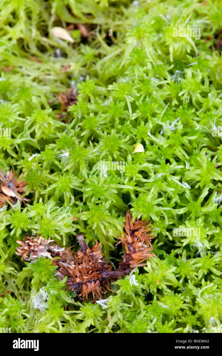 Les sphaignes Banque de photographies et d’images à haute résolution ...