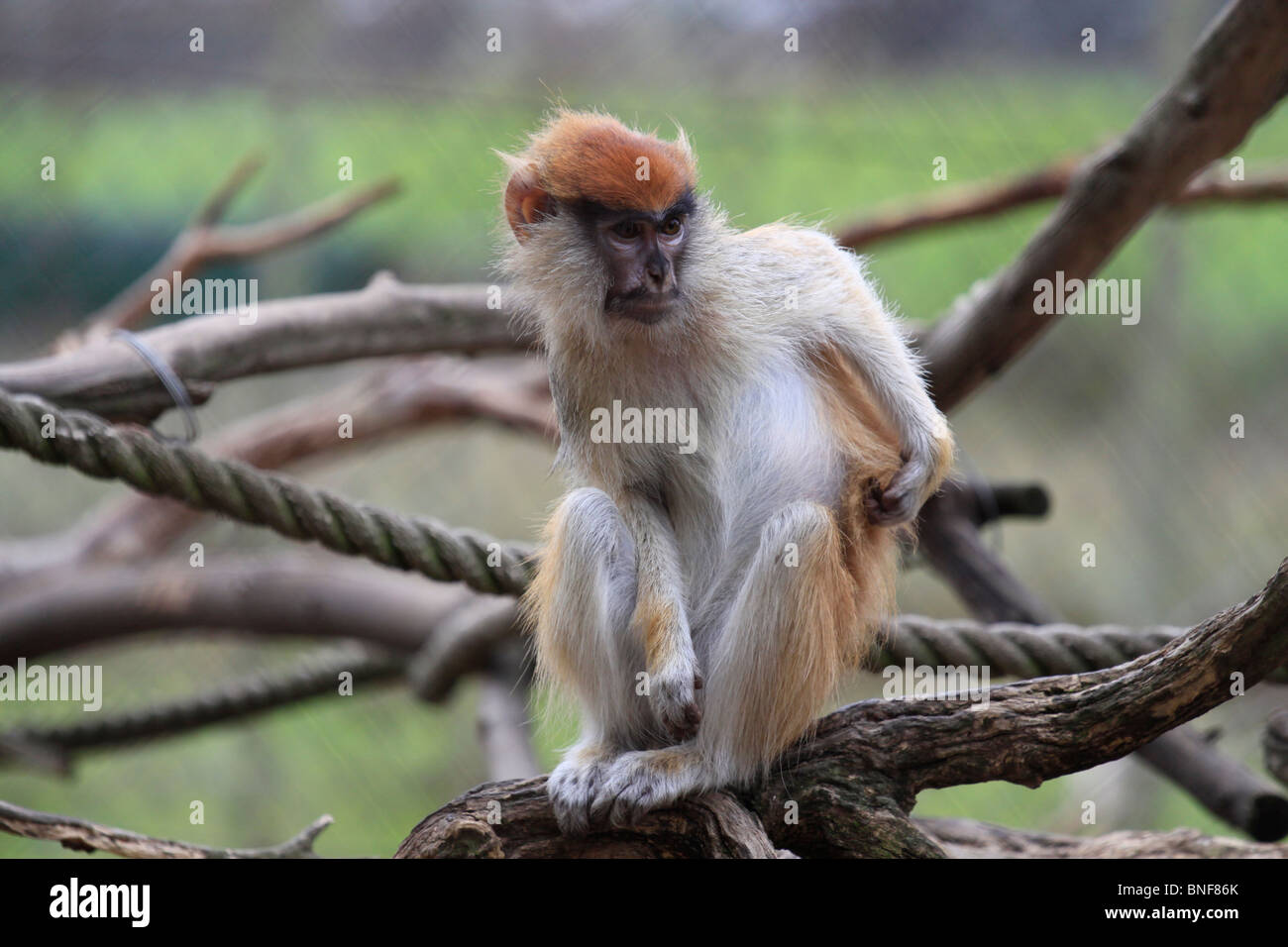 Patas singe erythrocebus patas Banque de photographies et d’images à ...