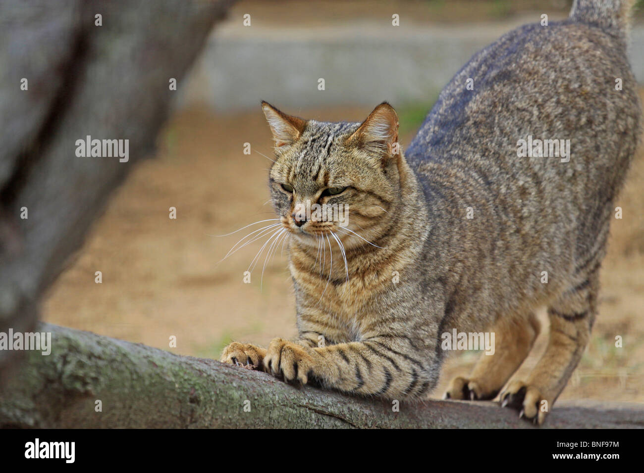 African wildcat Banque de photographies et d’images à haute résolution ...