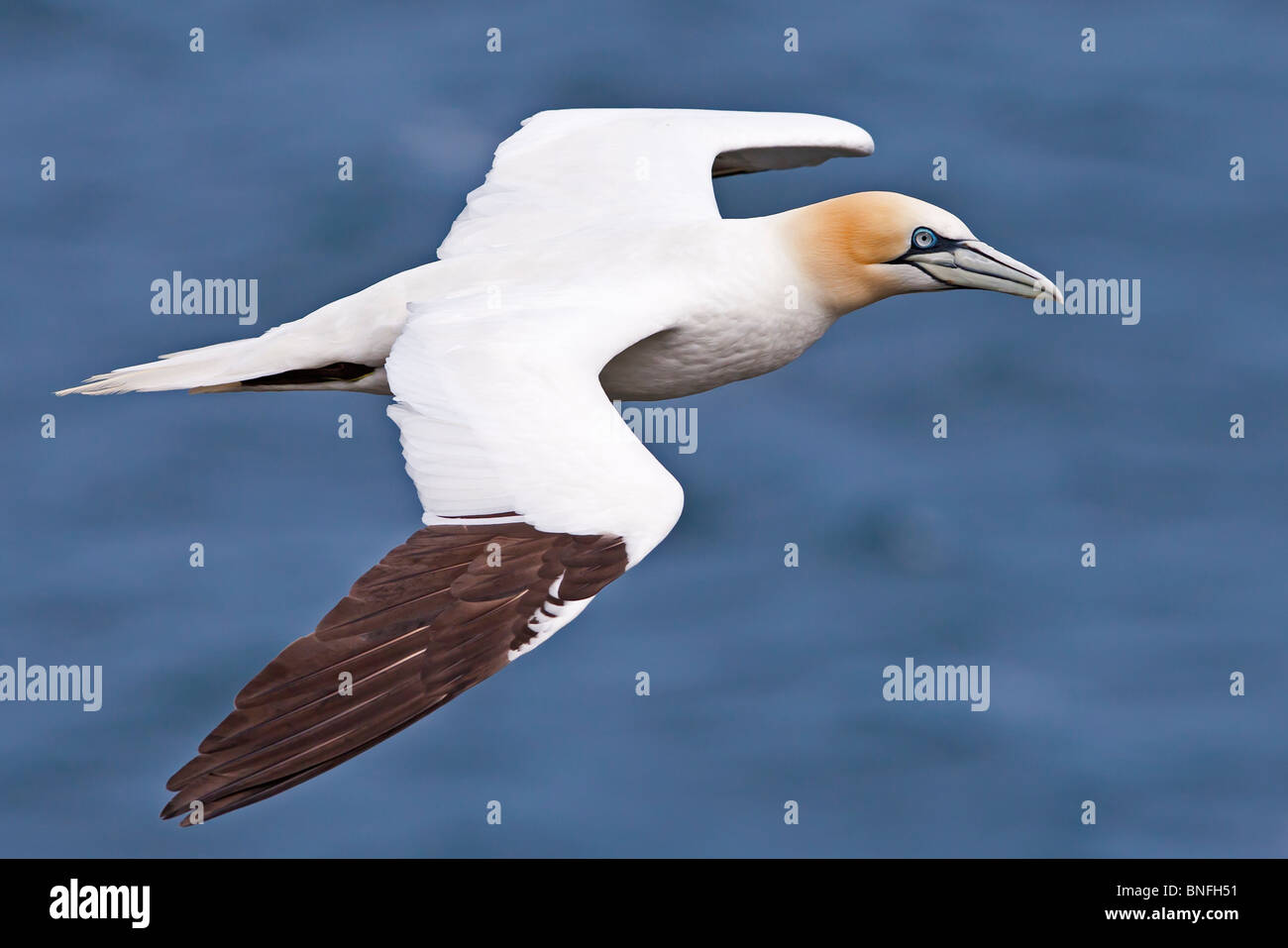 Oiseaux de mer en vol au dessus de l'océan Banque de photographies et d ...