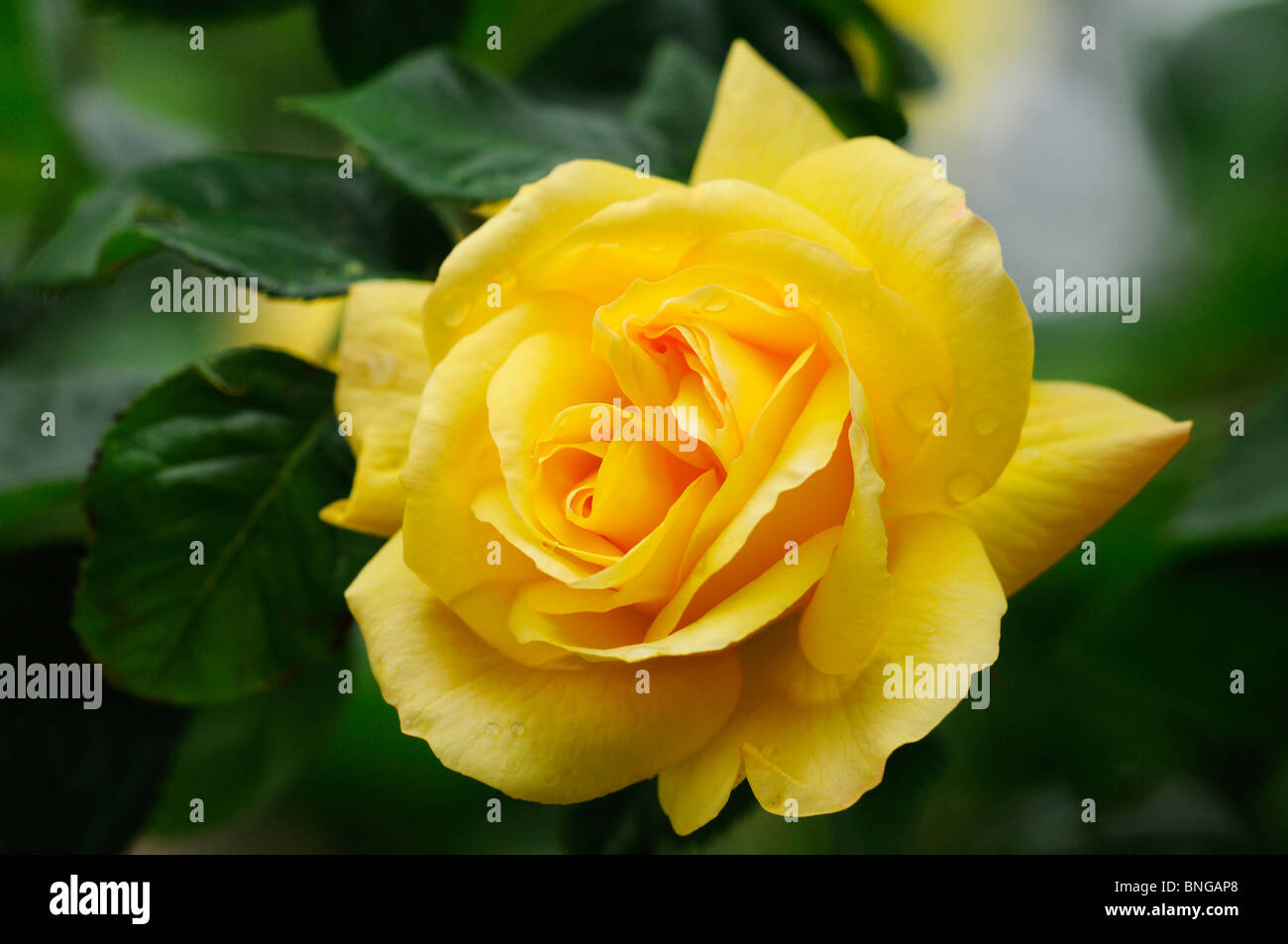 Rose jaune Banque de photographies et d’images à haute résolution - Alamy
