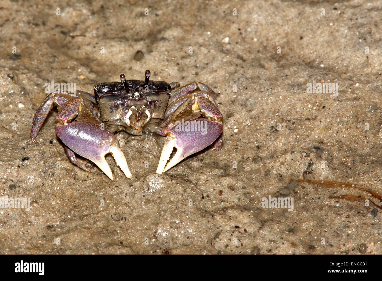 Un sémaphore d'adultes, Crabe Heloecius cordiformis. Ces crabes sont ...