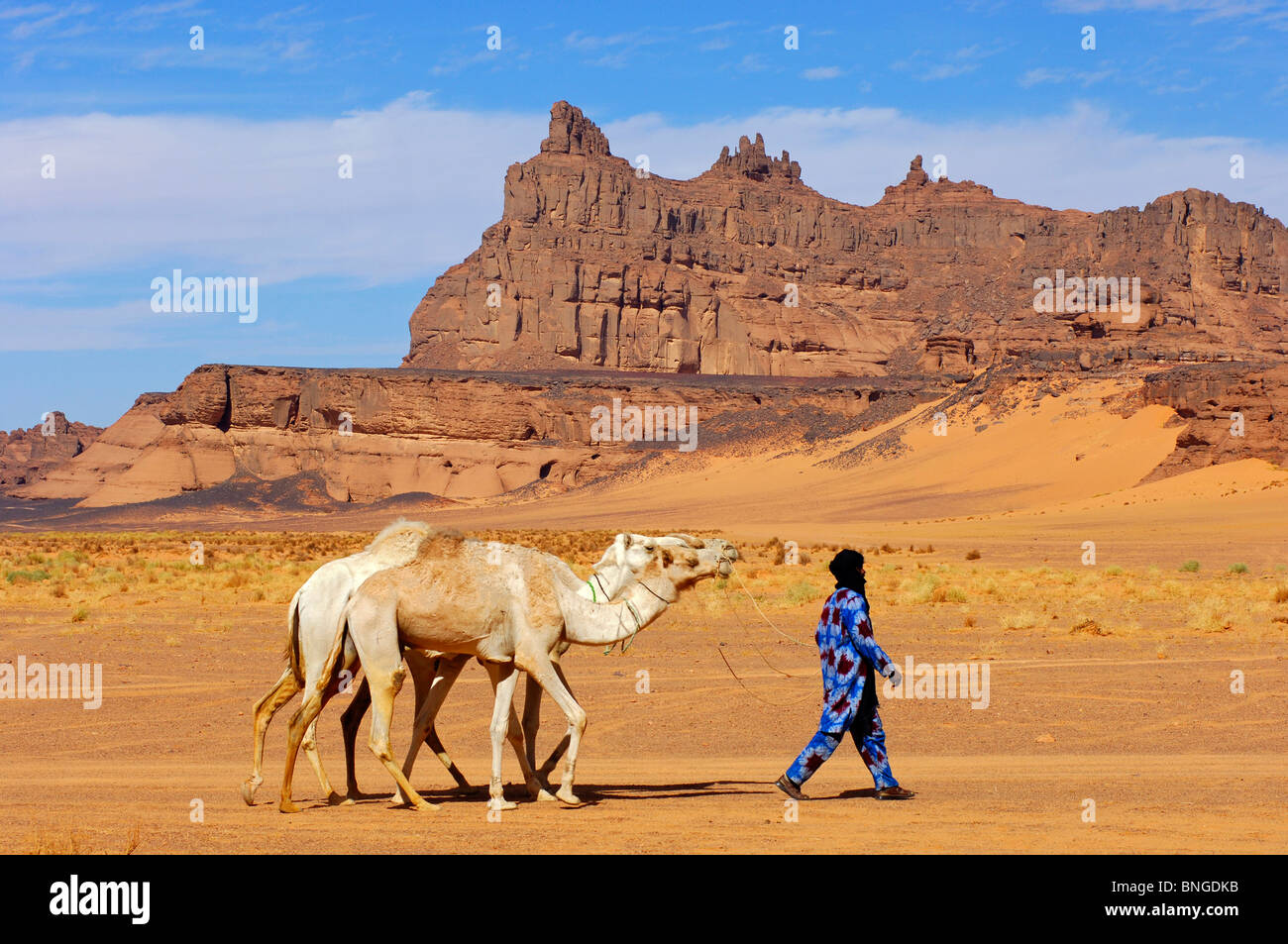 Mehari dromedary Banque de photographies et d’images à haute résolution ...