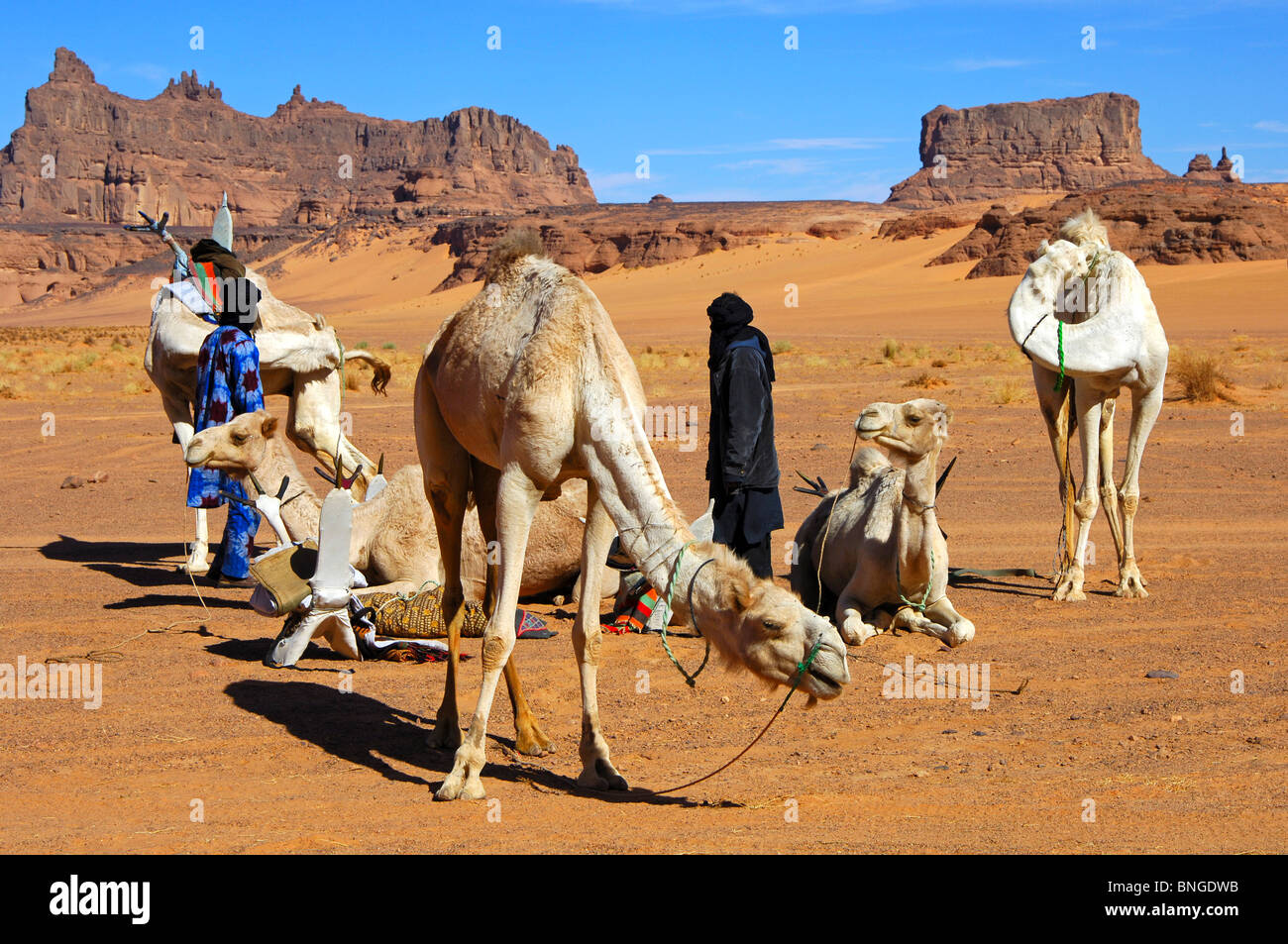 Libya sahara camel camels Banque de photographies et d’images à haute ...