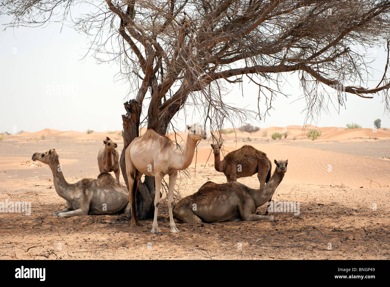 Dromadaire chameau d'arabie (camelus dromedarius) dans le sable du ... Dromadaire chameau d'arabie (camelus dromedarius) dans le sable du ...