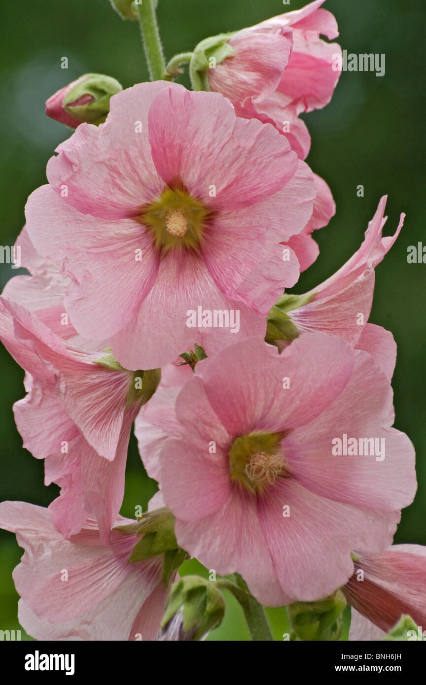 Althaea ficifolia Banque de photographies et d’images à haute ...