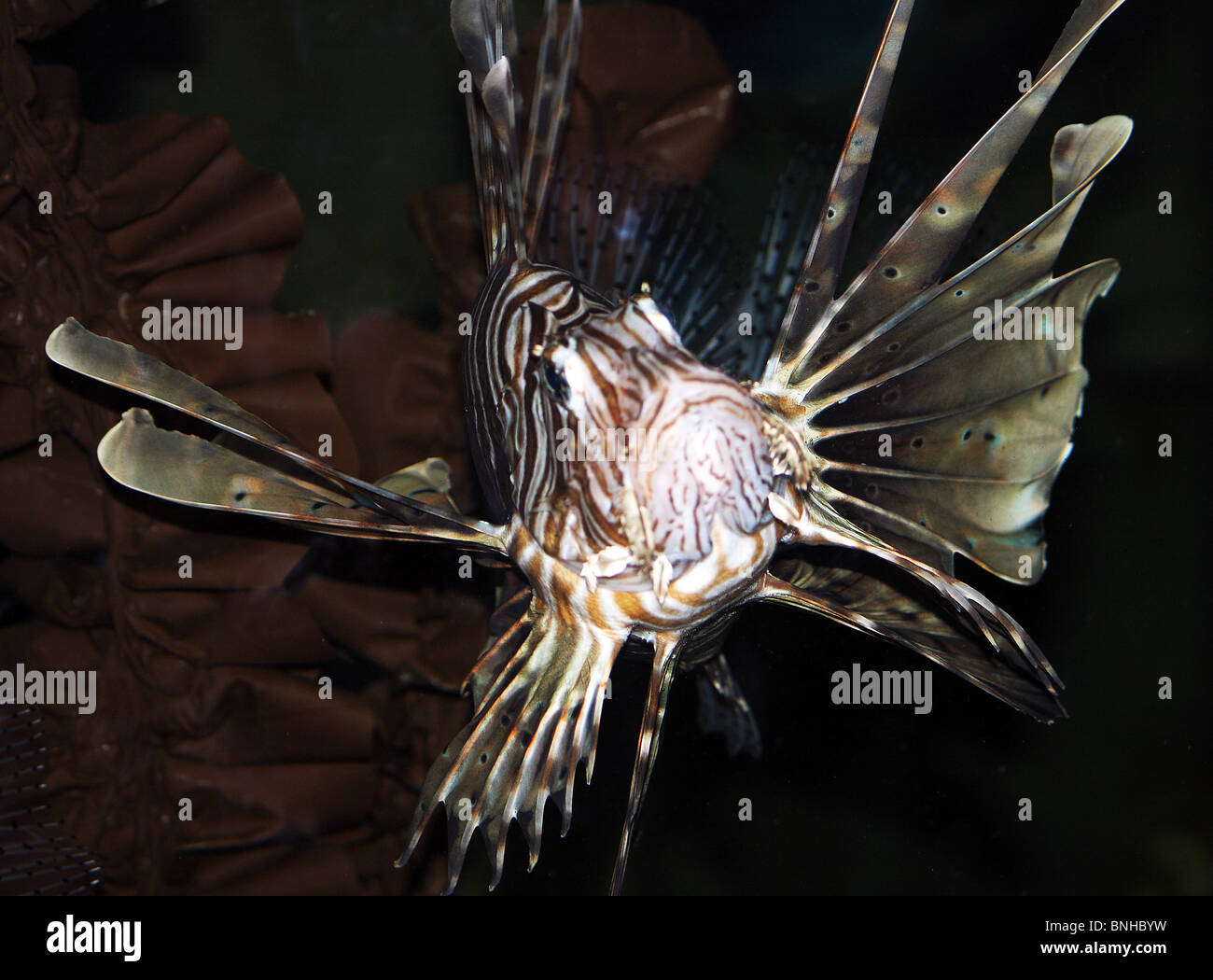 Photographie de poisson lion Banque de photographies et d’images à ...