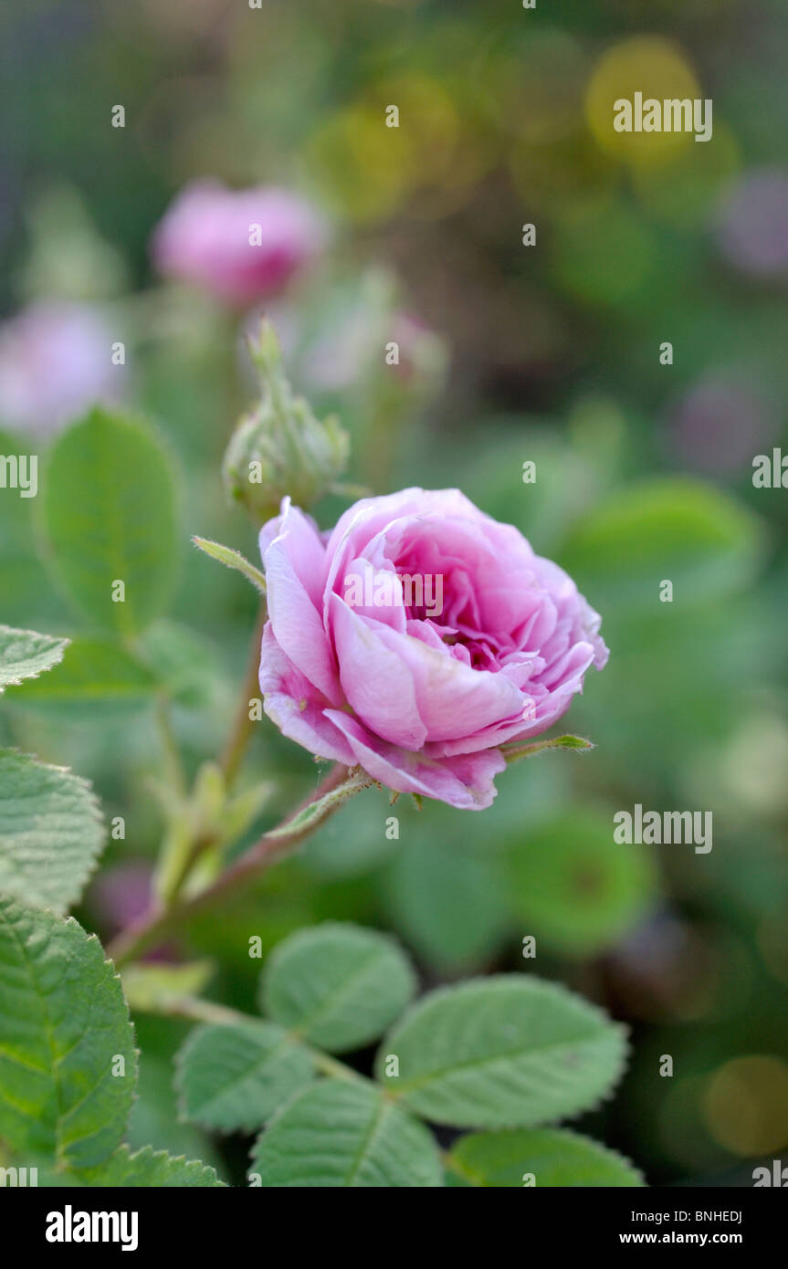 Cabbage rose rosa centifolia Banque de photographies et d’images à ...