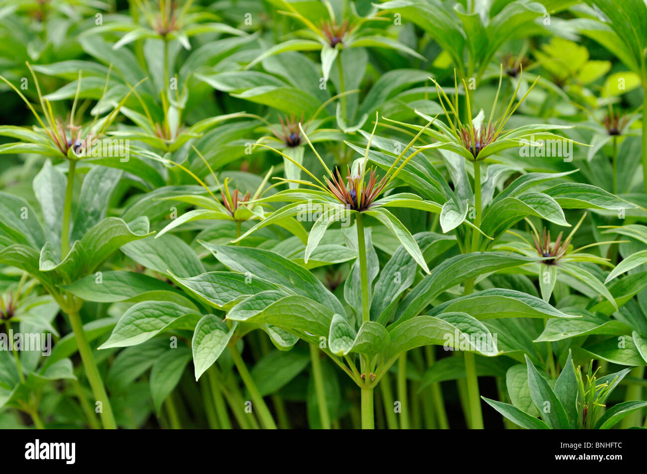 Polyphylla paris Banque de photographies et d’images à haute résolution ...