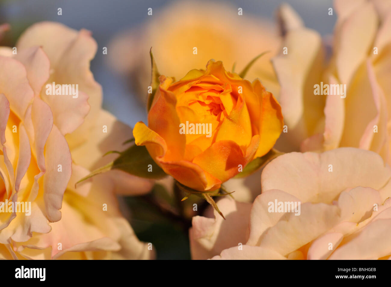 Rose charles austin Banque de photographies et d’images à haute ...