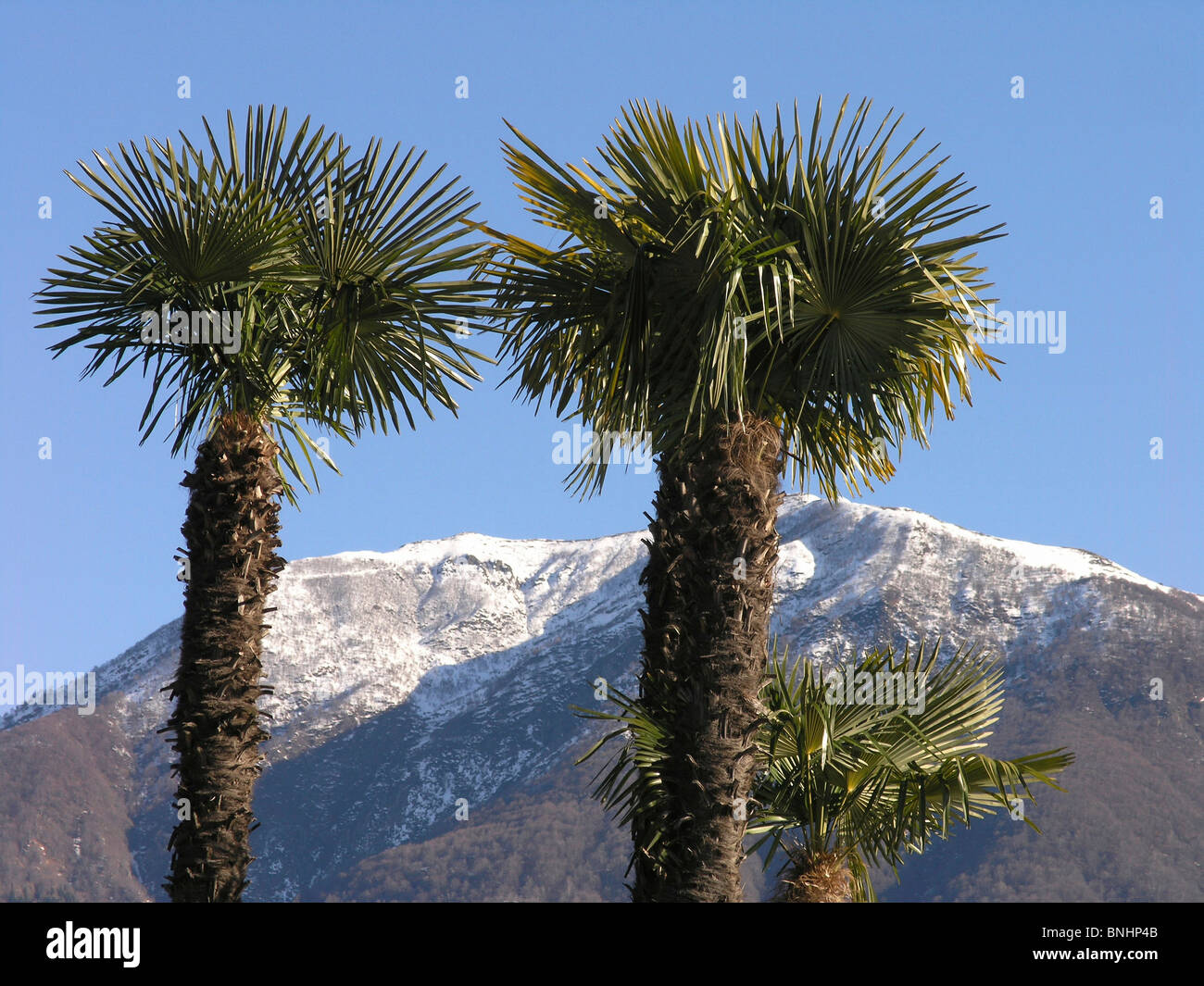 Trachycarpus fortunei chusan palm Banque de photographies et d’images à ...