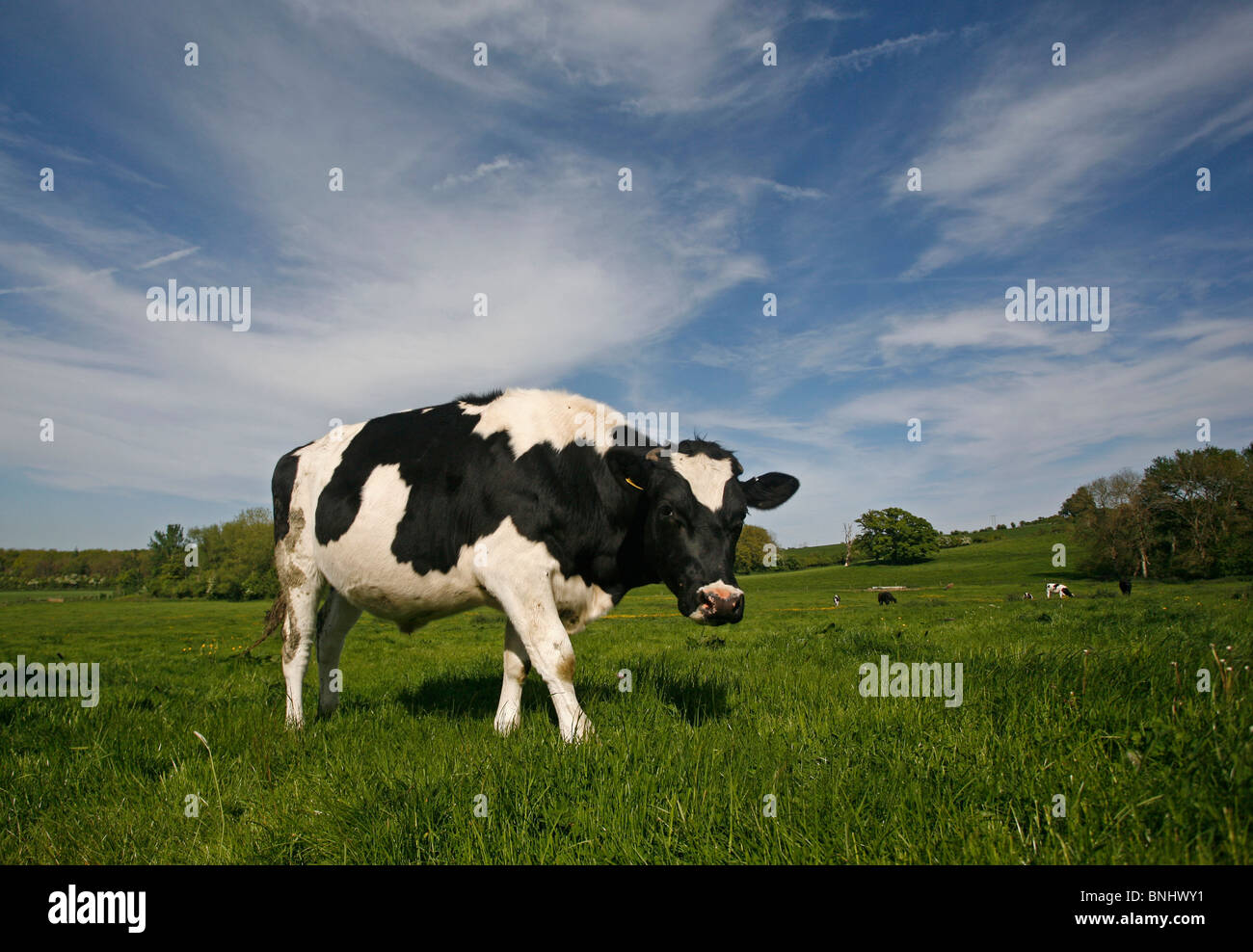 Taureau holstein frisonne Banque de photographies et d’images à haute ...