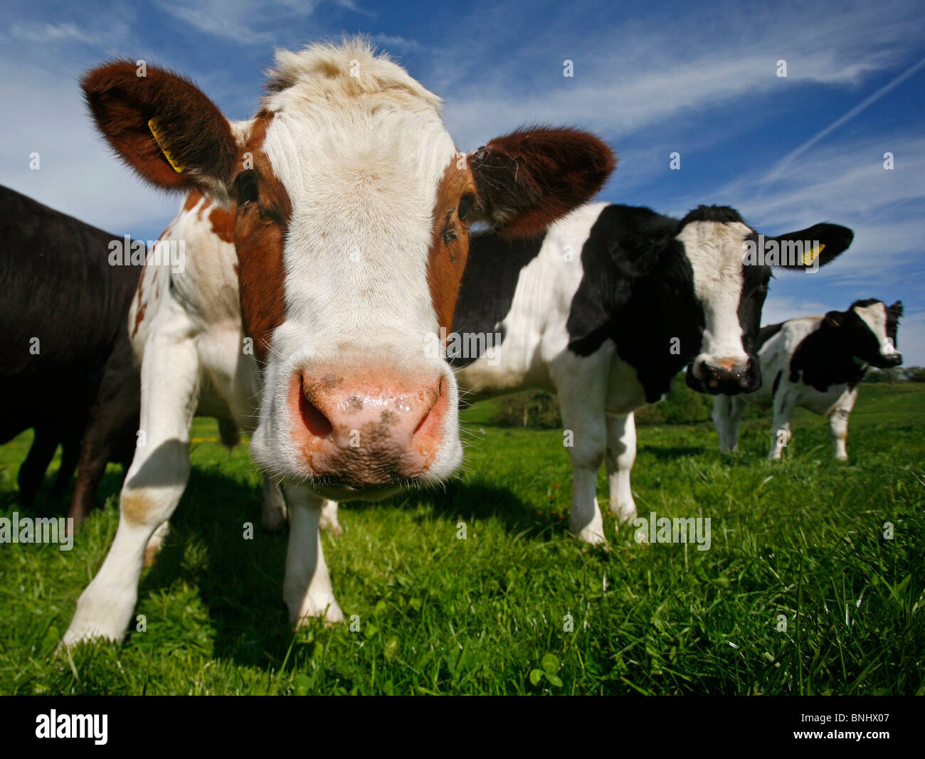 Taureau holstein frisonne Banque de photographies et d’images à haute ...
