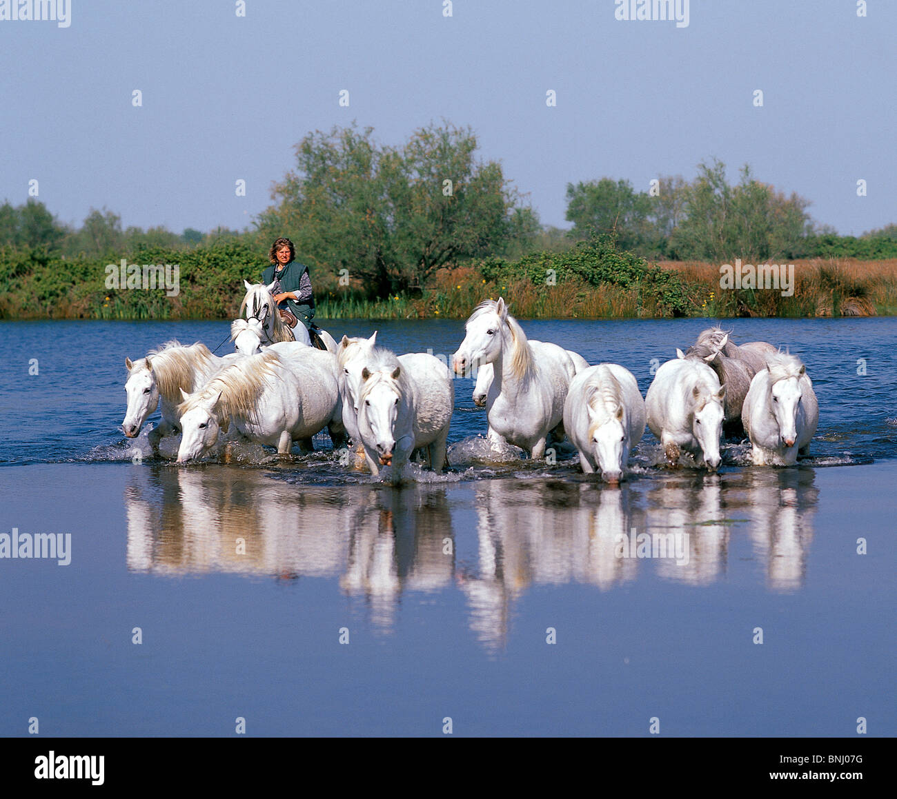 Cheval de camargue chevaux camargue sauvage au sud de la France France ...