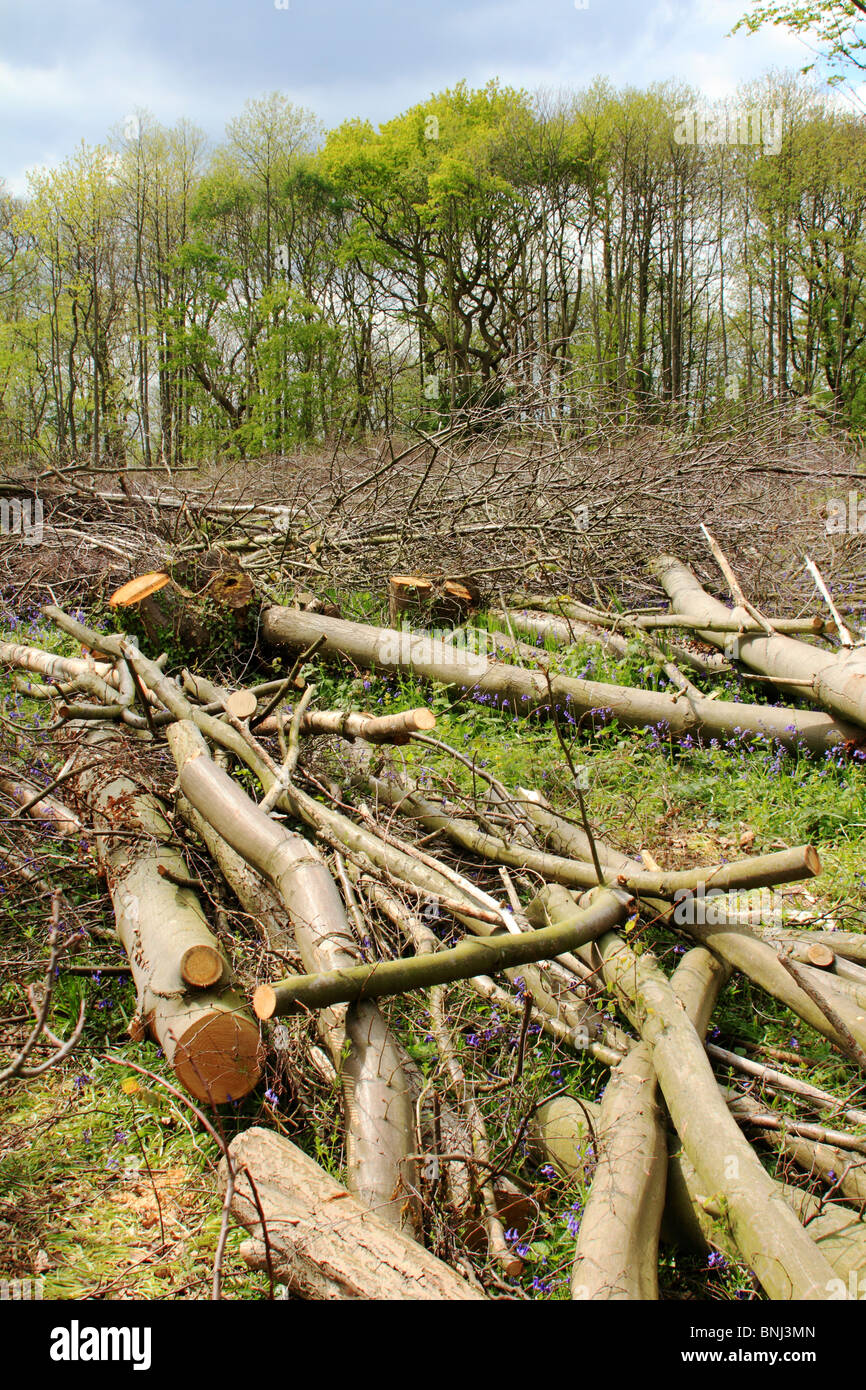 Taillis taillis Banque de photographies et d’images à haute résolution ...