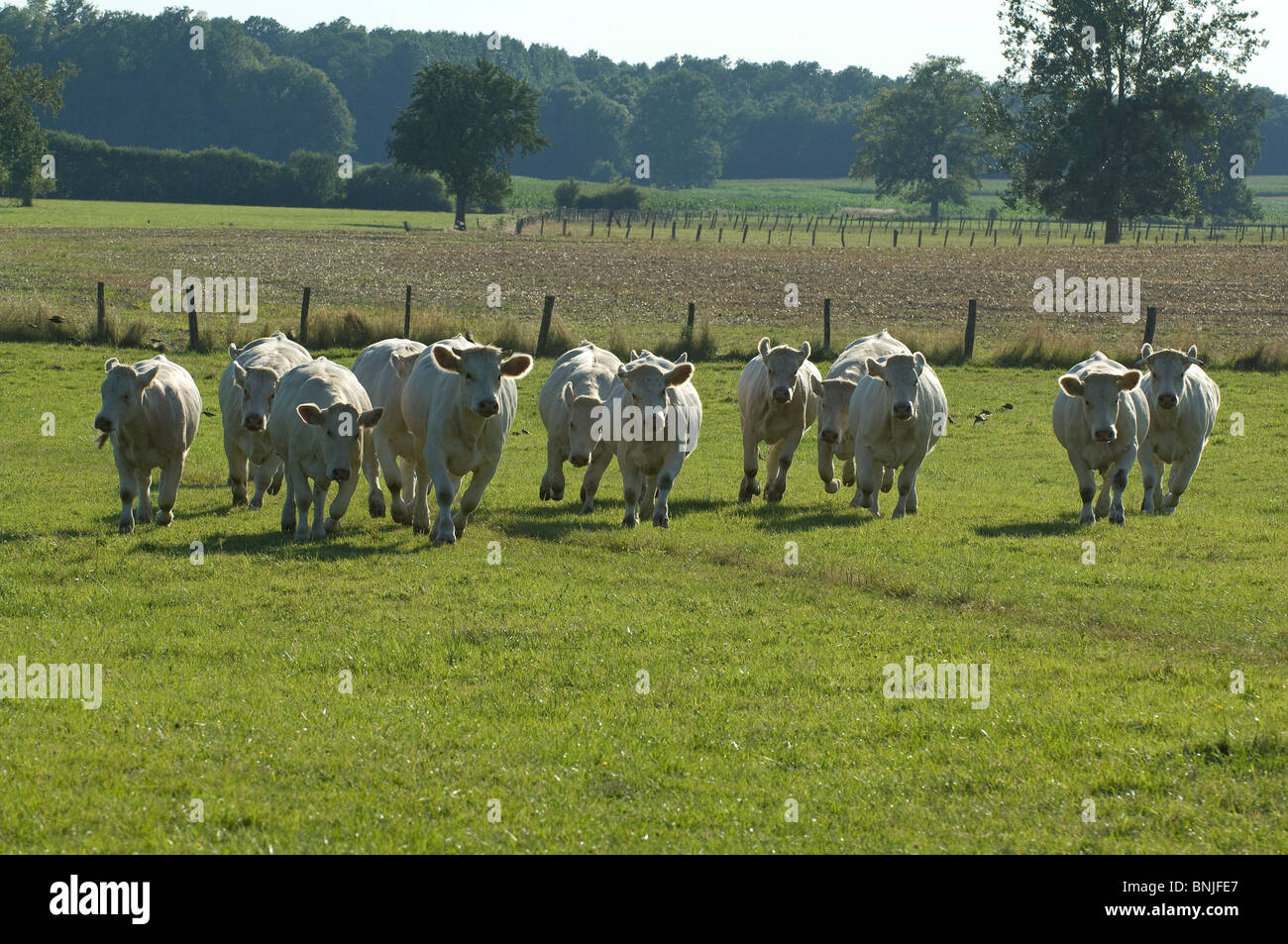 Agricultures Elevage Banque d'image et photos - Alamy