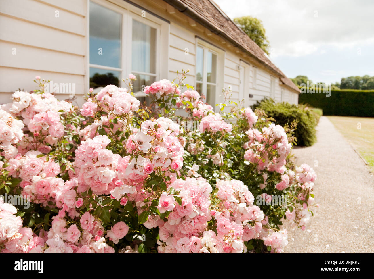Bordure de rose arbuste Banque de photographies et d’images à haute ...