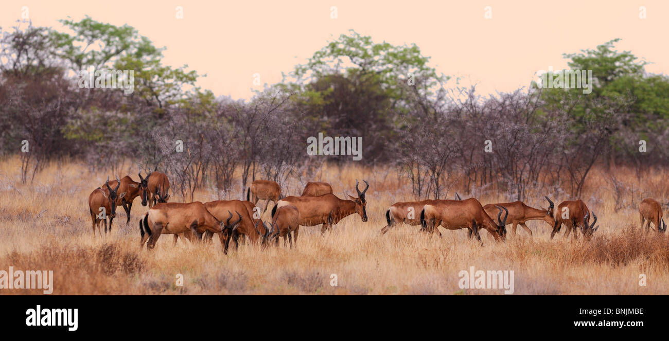 Bubale Alcelaphus buselaphus rouge Parc National Etosha Région Kunene ...