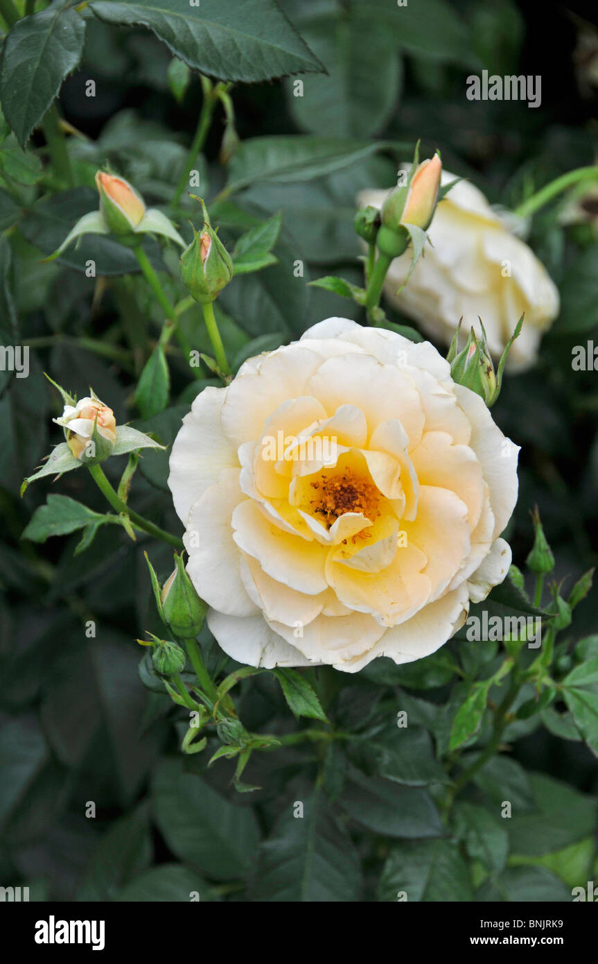 Daniel rose Banque de photographies et d’images à haute résolution - Alamy