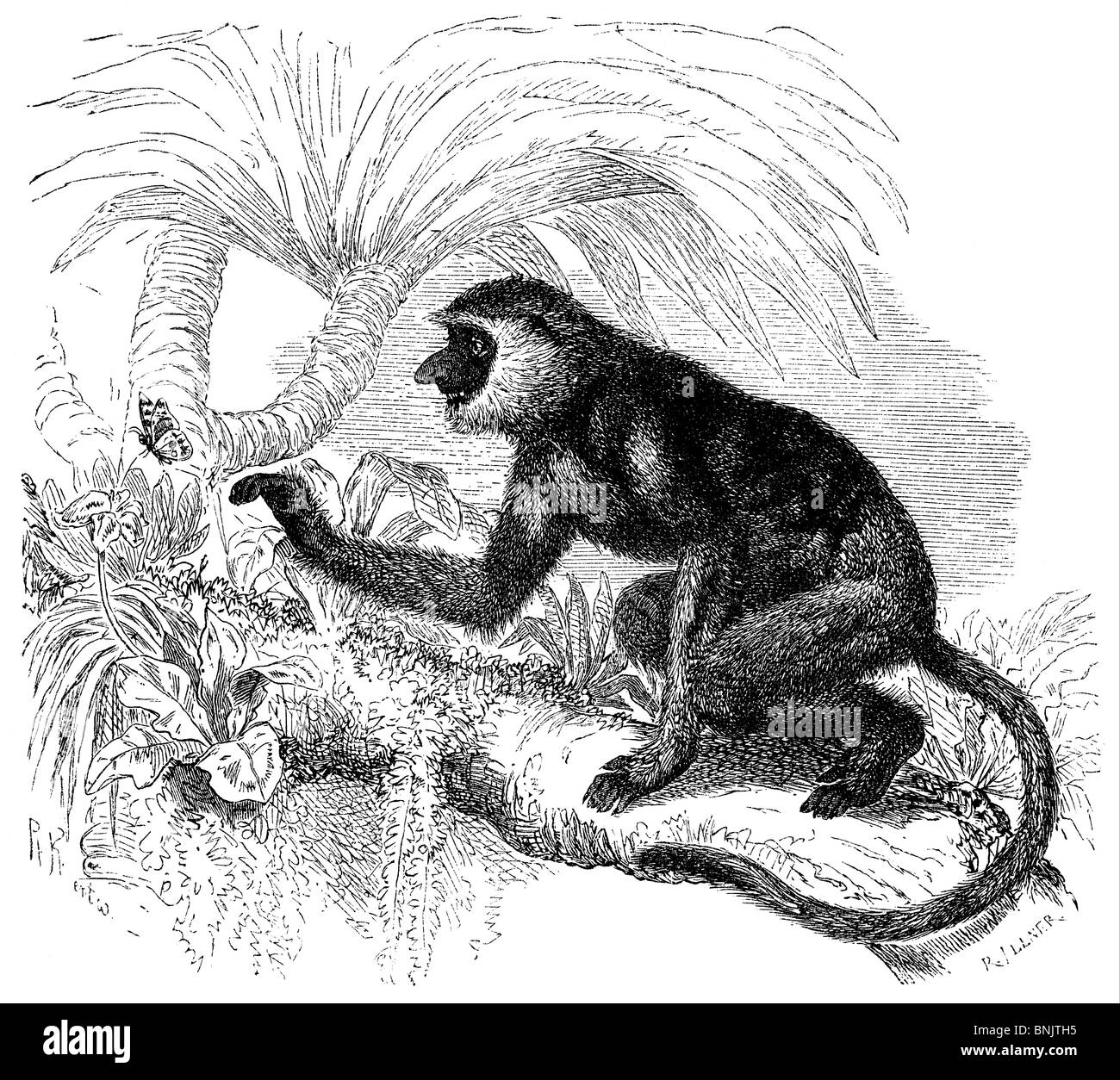 Proboscis singe nasalis larvatus Banque d'images noir et blanc - Alamy