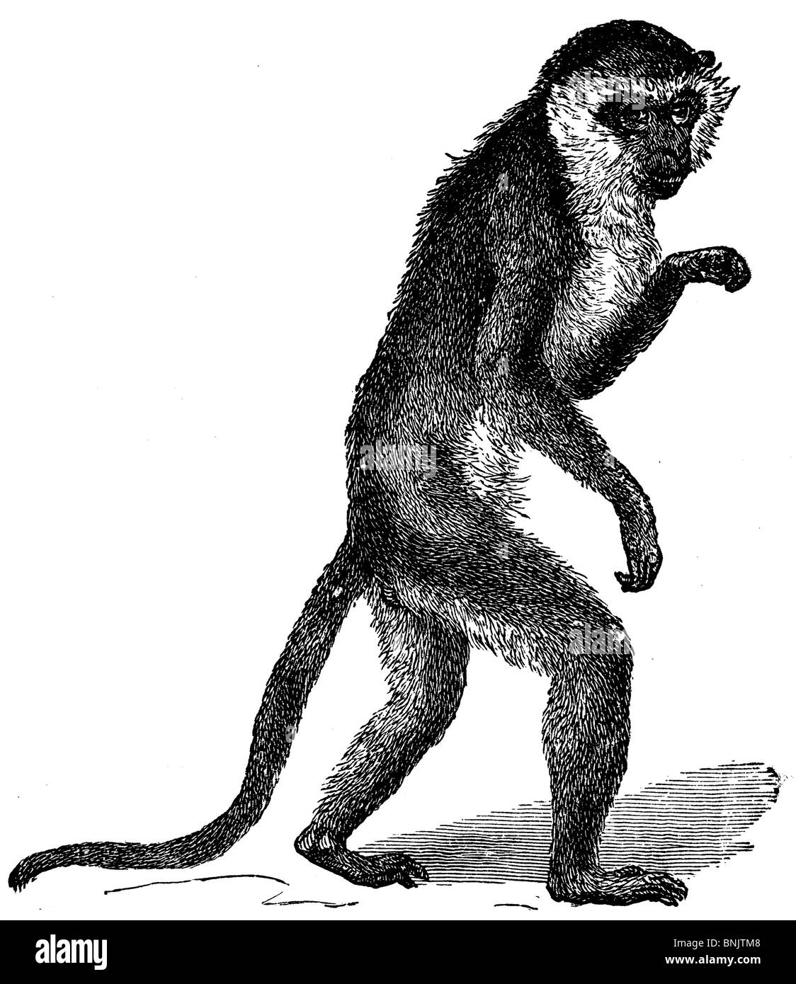 Cercopithecus sabaeus Banque de photographies et d’images à haute ...