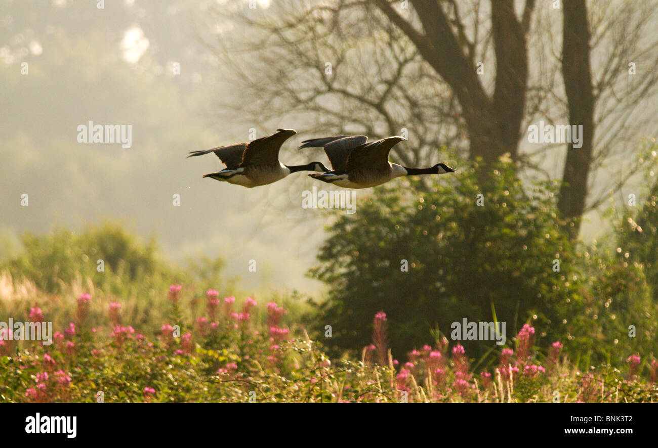 Canadensis sunrise pair Banque de photographies et d’images à haute ...