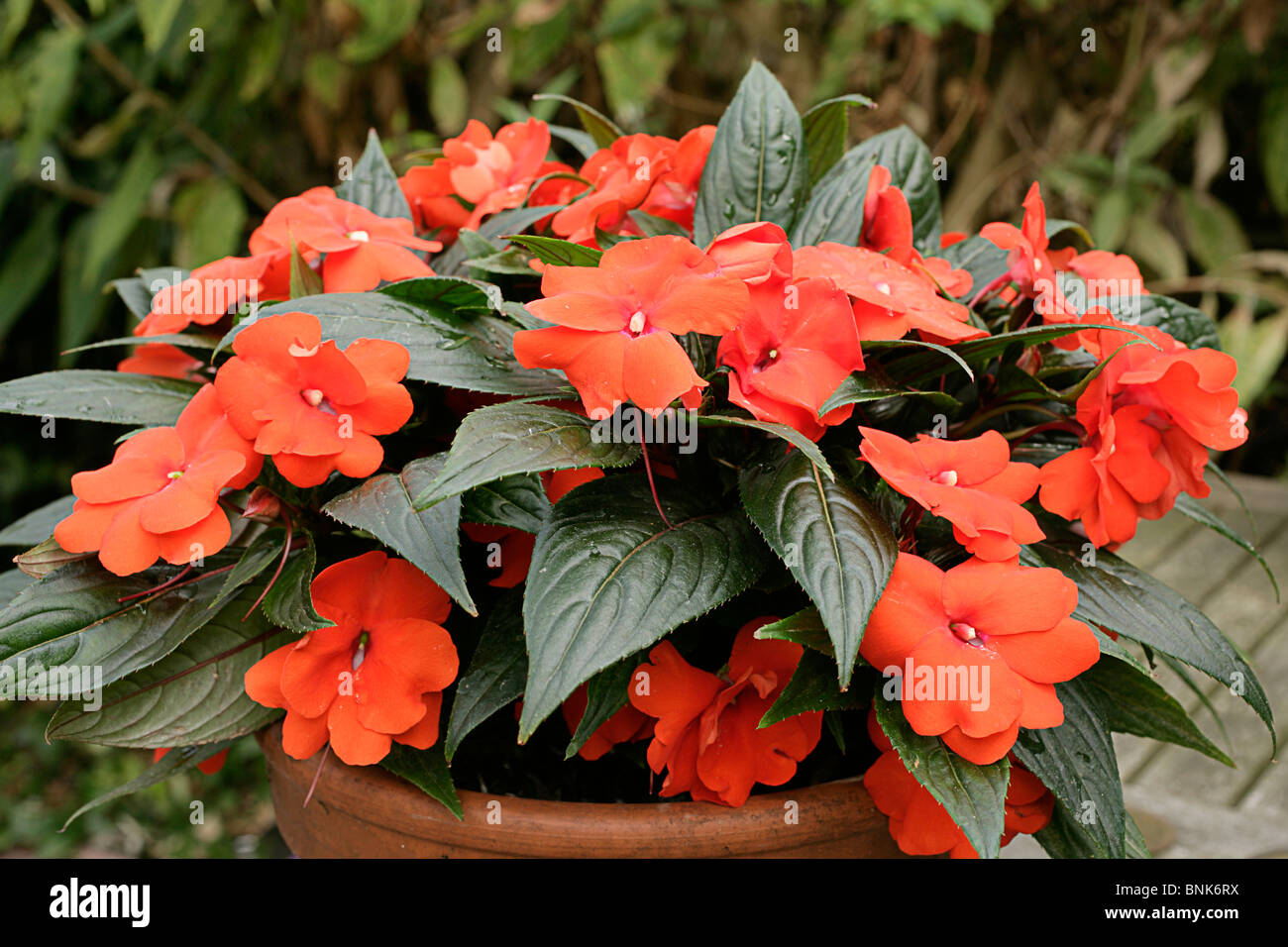 Impatiens new guinea busy lizzie Banque de photographies et d’images à ...