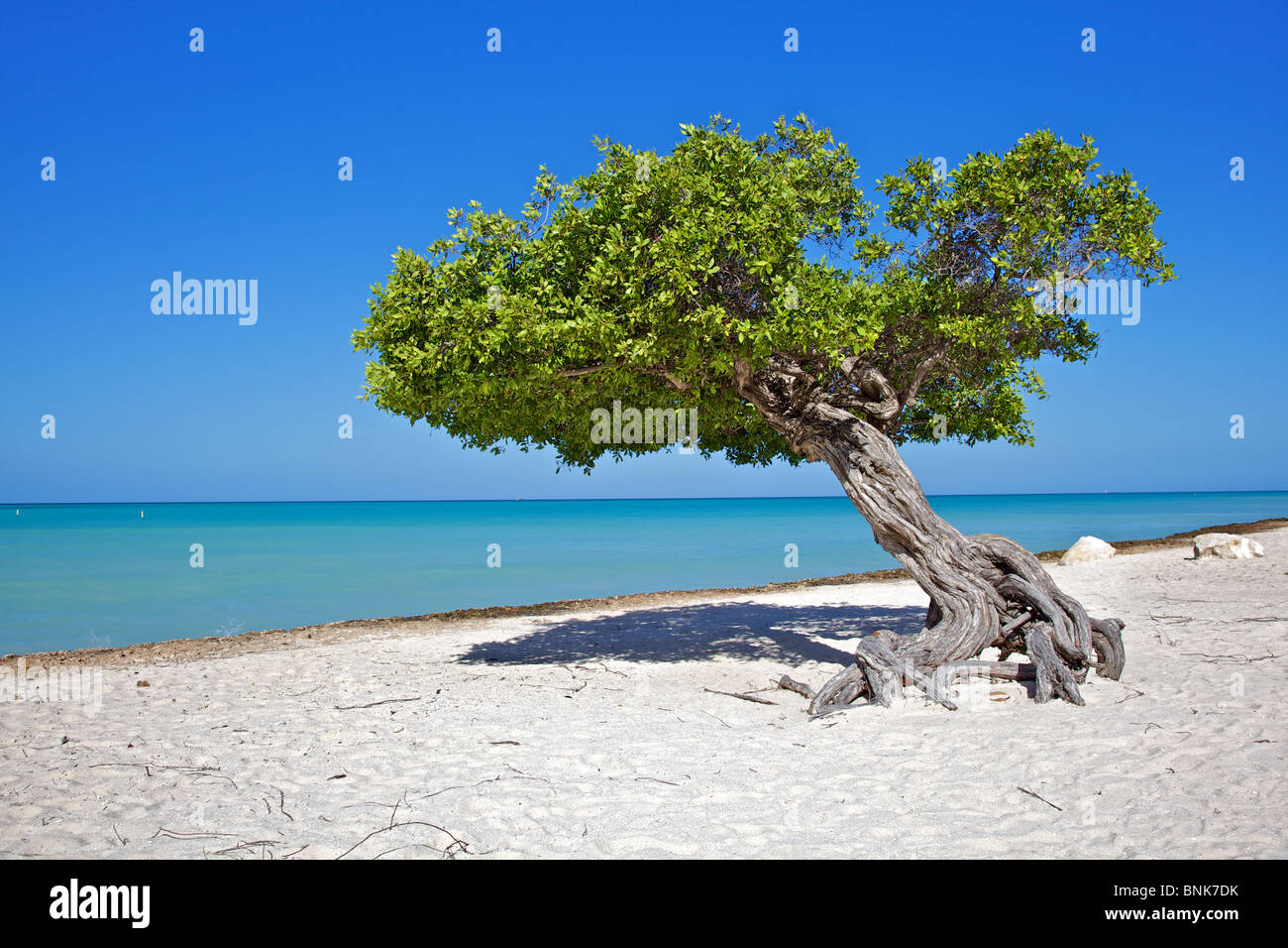 Arbre divi divi Banque de photographies et d’images à haute résolution ...