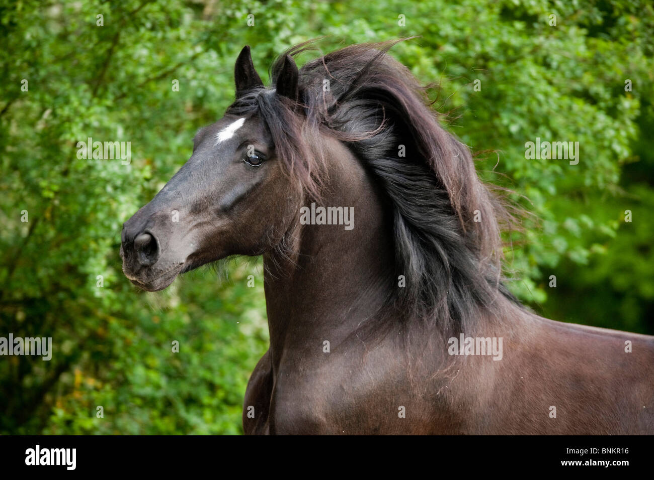 Merens horses Banque de photographies et d’images à haute résolution ...