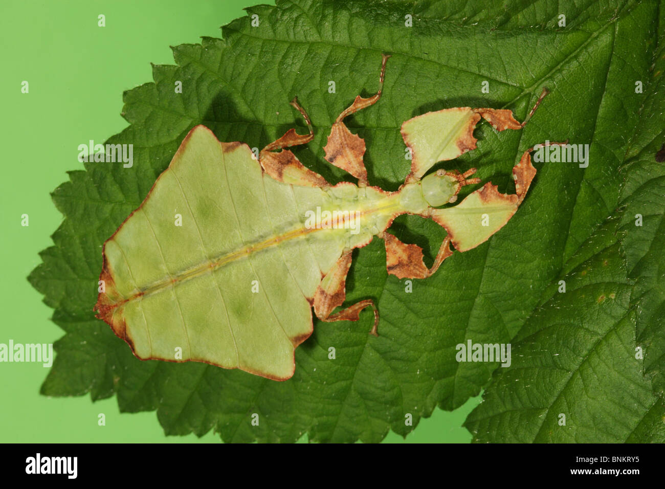 Phyllium, insecte, feuille Banque de photographies et d’images à haute ...