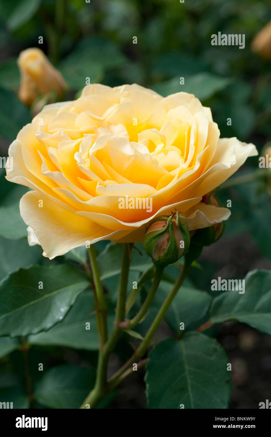 Rose graham thomas Banque de photographies et d’images à haute ...