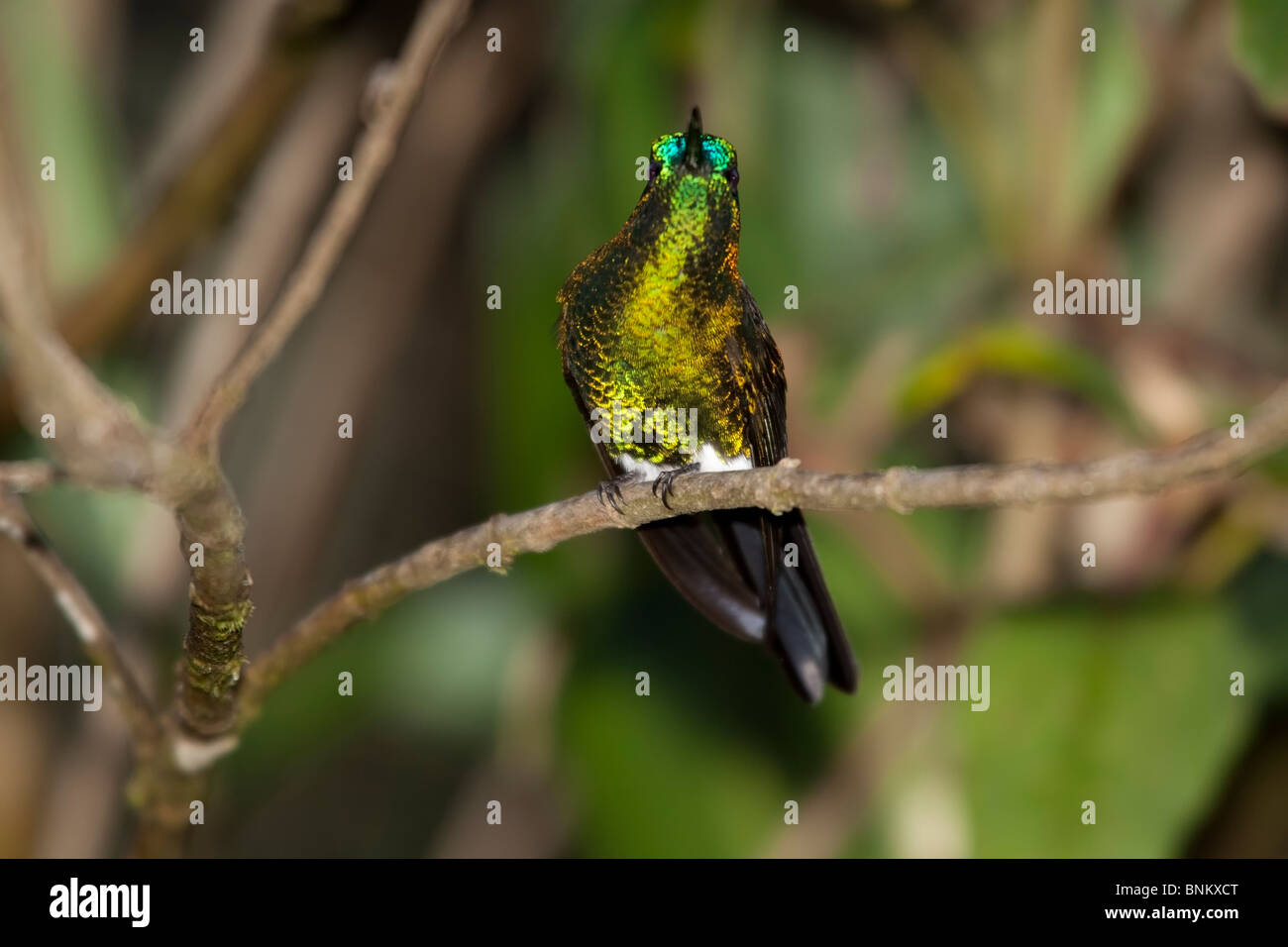 Eriocnemis mosquera Banque de photographies et d’images à haute ...