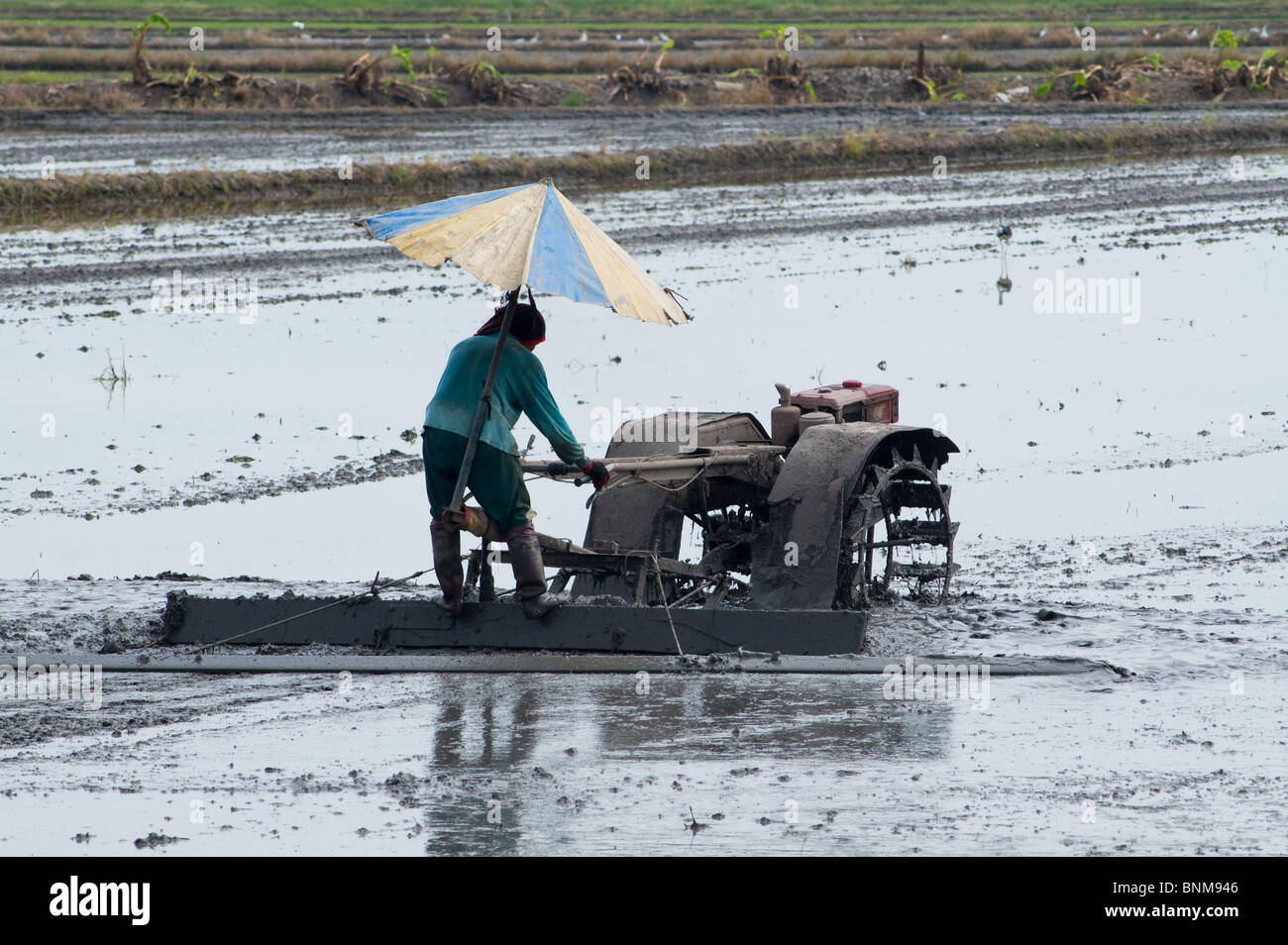 Leveling a rice paddy Banque de photographies et d’images à haute résolution - Alamy