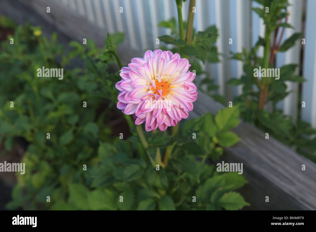 Single dahlia Banque de photographies et d’images à haute résolution ...