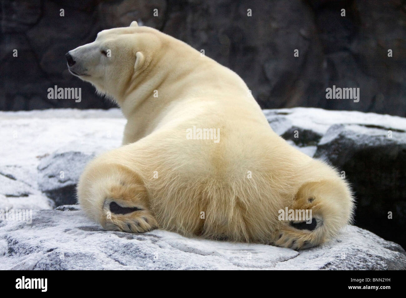 L'ours en captivité portant sur la neige sur son estomac avec derrière ...