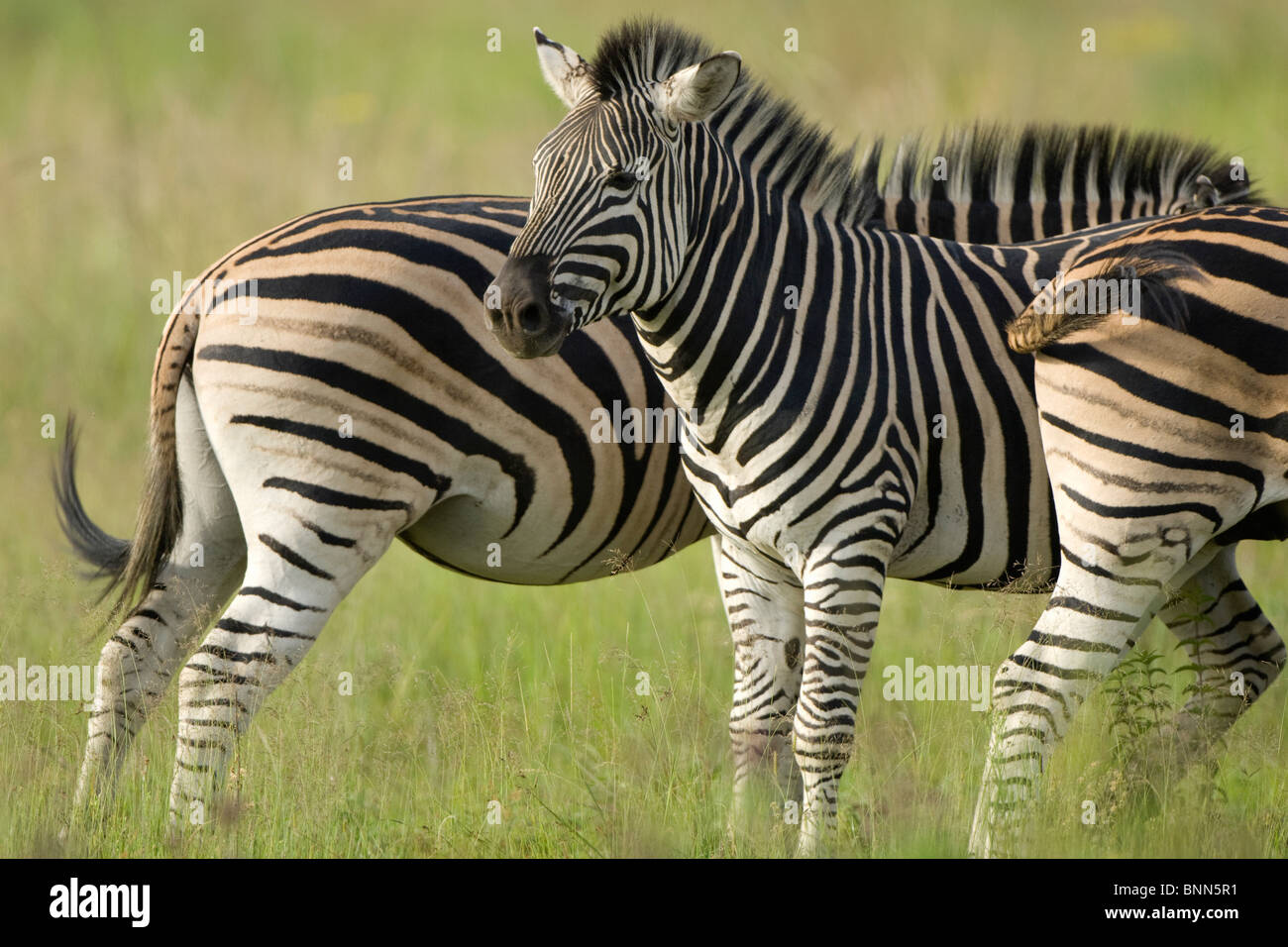 Zebra Equus burchelli mammifère d'Afrique de la famille des ongulés ...