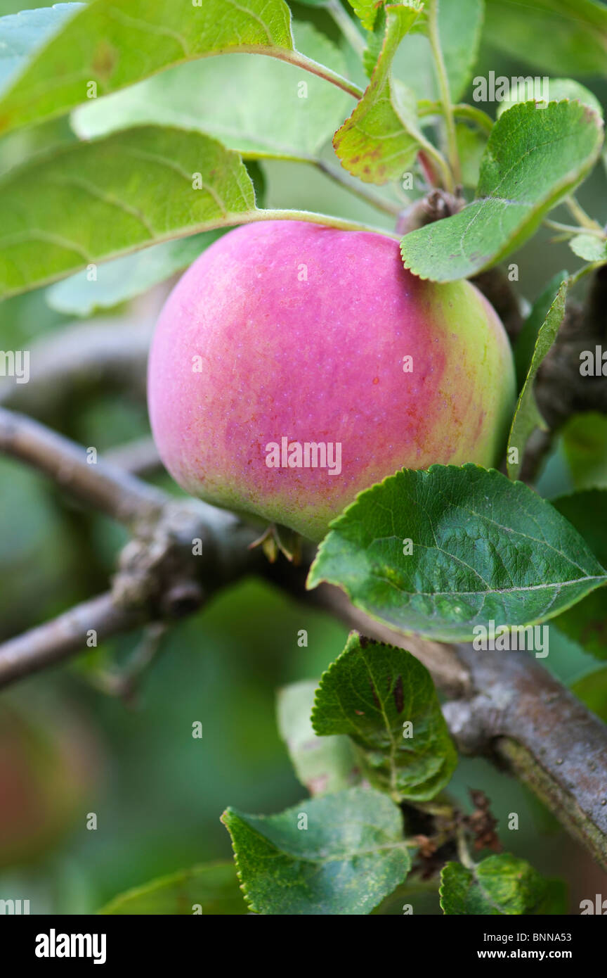 Feuilles de pomme Banque de photographies et d’images à haute ...