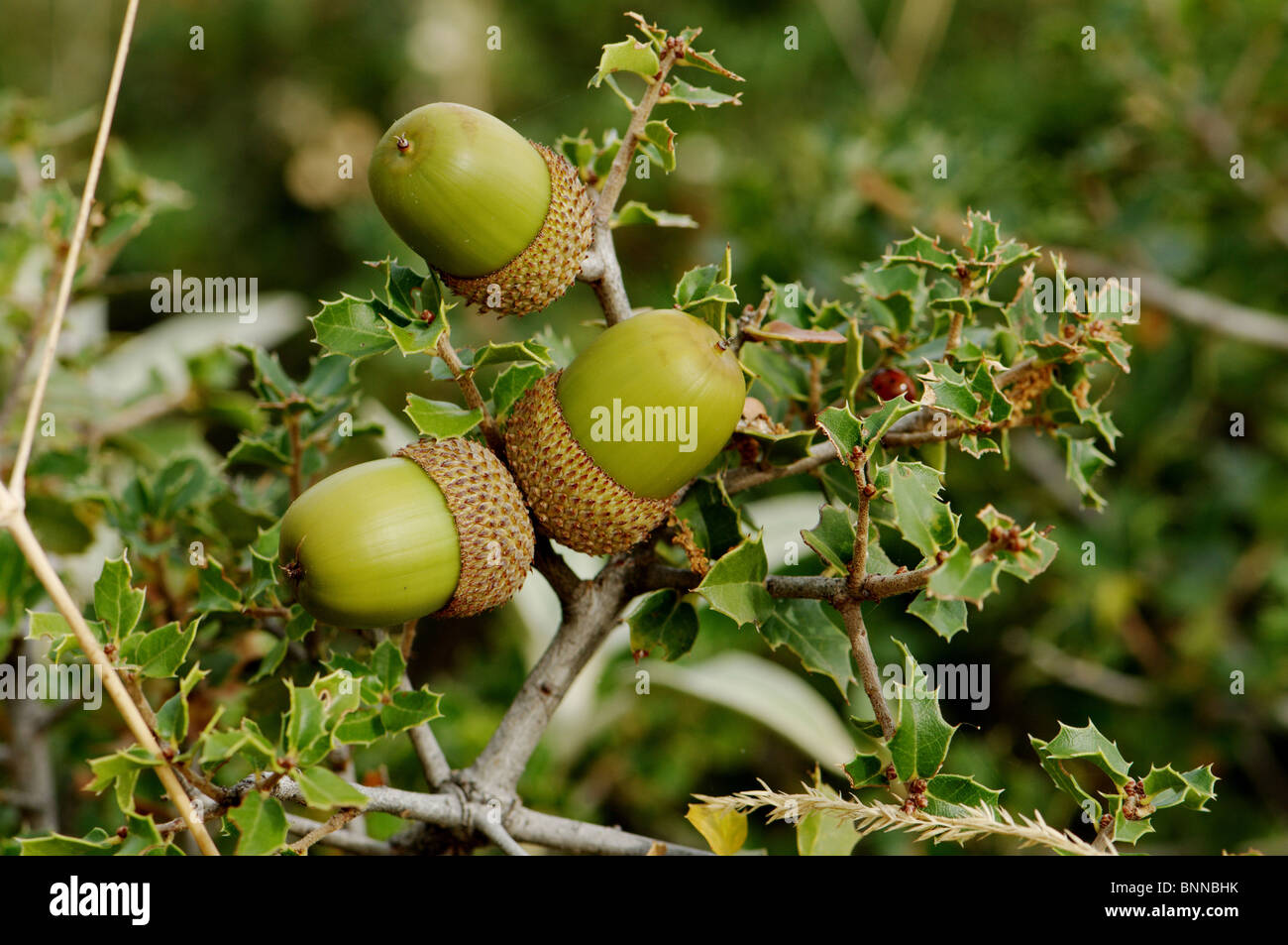 Chêne kermès Quercus coccifera chêne chêne arbre bush acorn evergreen ...