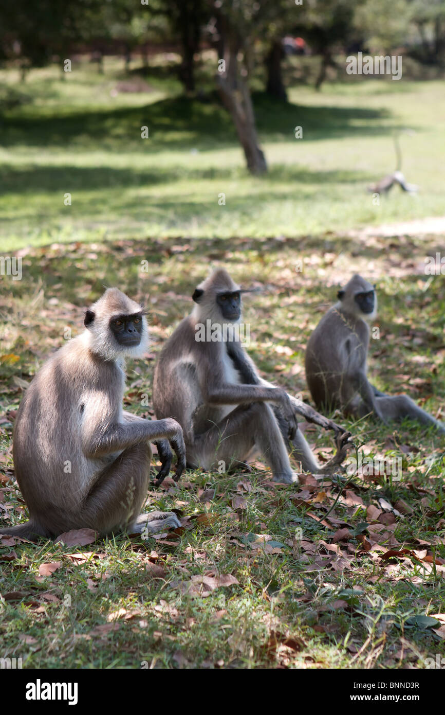 Singes Langur Gris Banque d'image et photos - Alamy