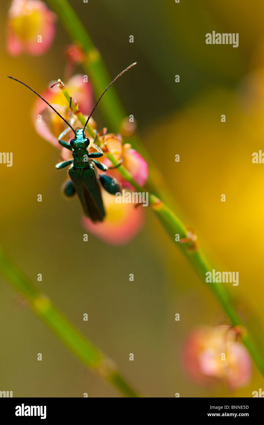 Macro insecte Banque de photographies et d’images à haute résolution ...