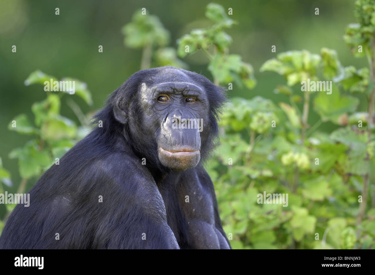 Male bonobo pan paniscus Banque de photographies et d’images à haute ...