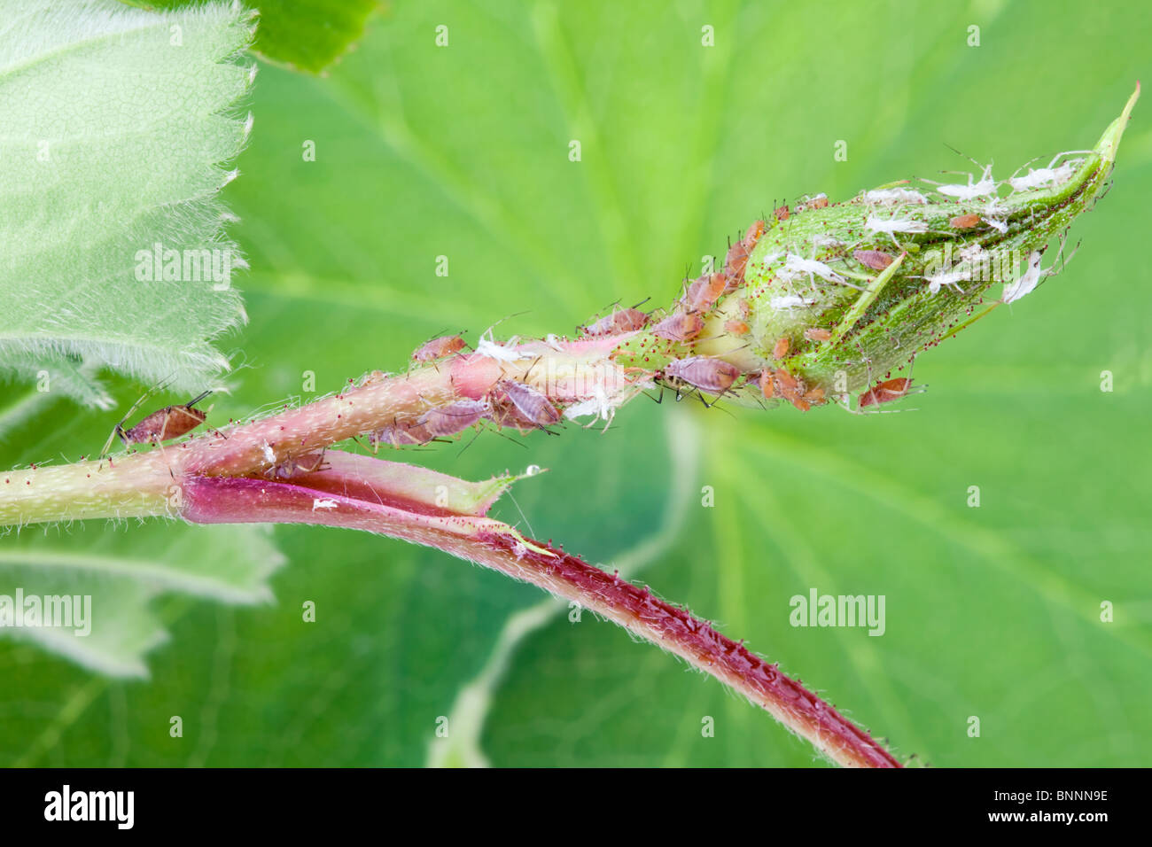 Pou des plantes ou des insectes poux colonie de pucerons de manger un ...