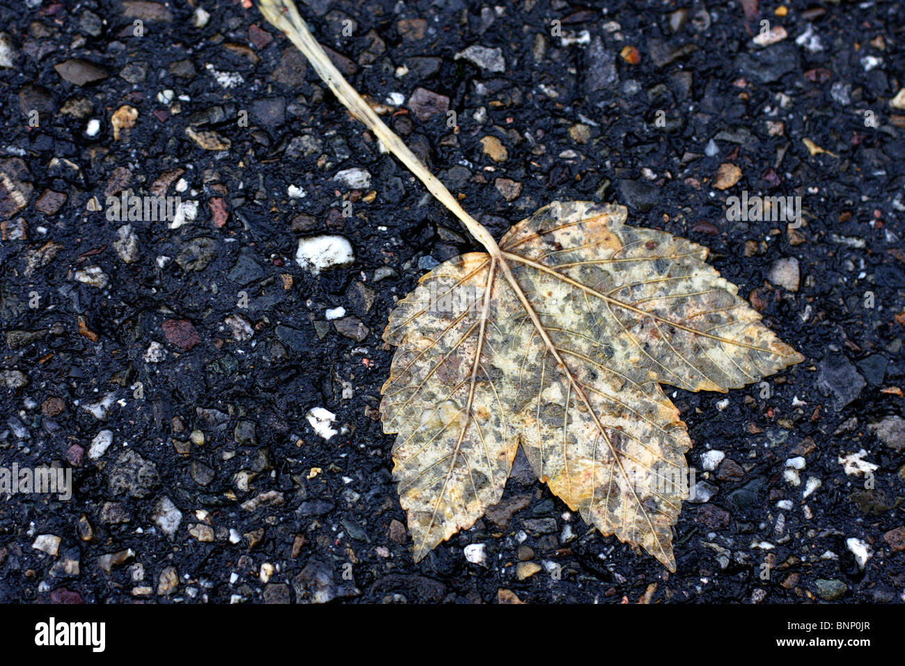 Squashed on the street Banque de photographies et d’images à haute ...