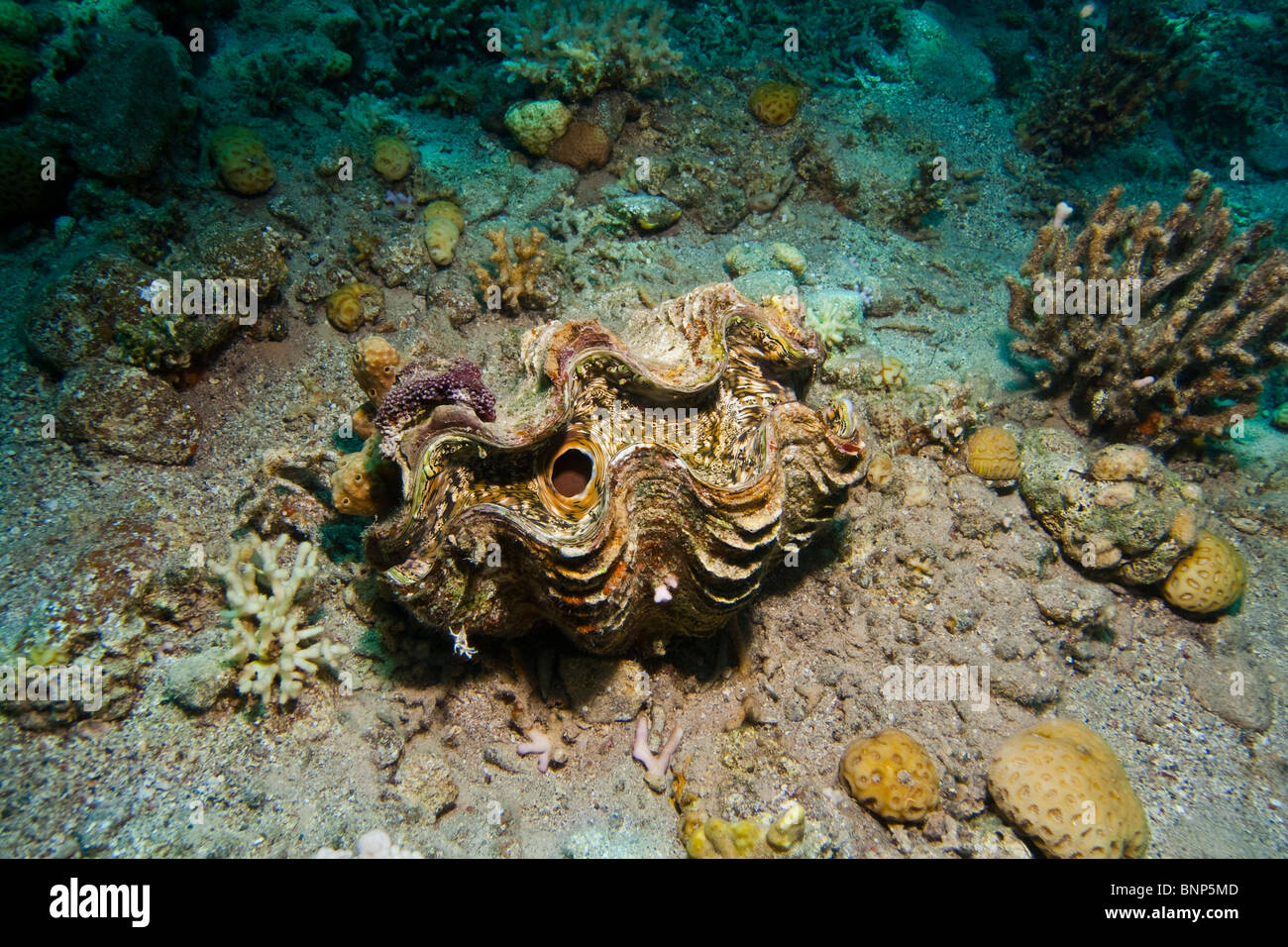 Tridacna gigas red sea Banque de photographies et d’images à haute ...