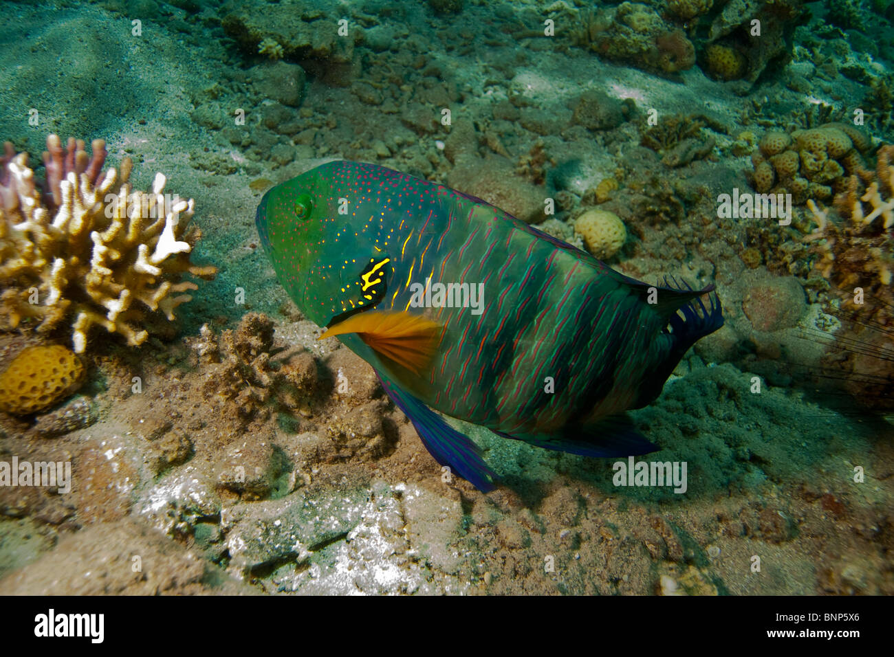 Broomtail wrasse cheilinus lunulatus Banque de photographies et d ...